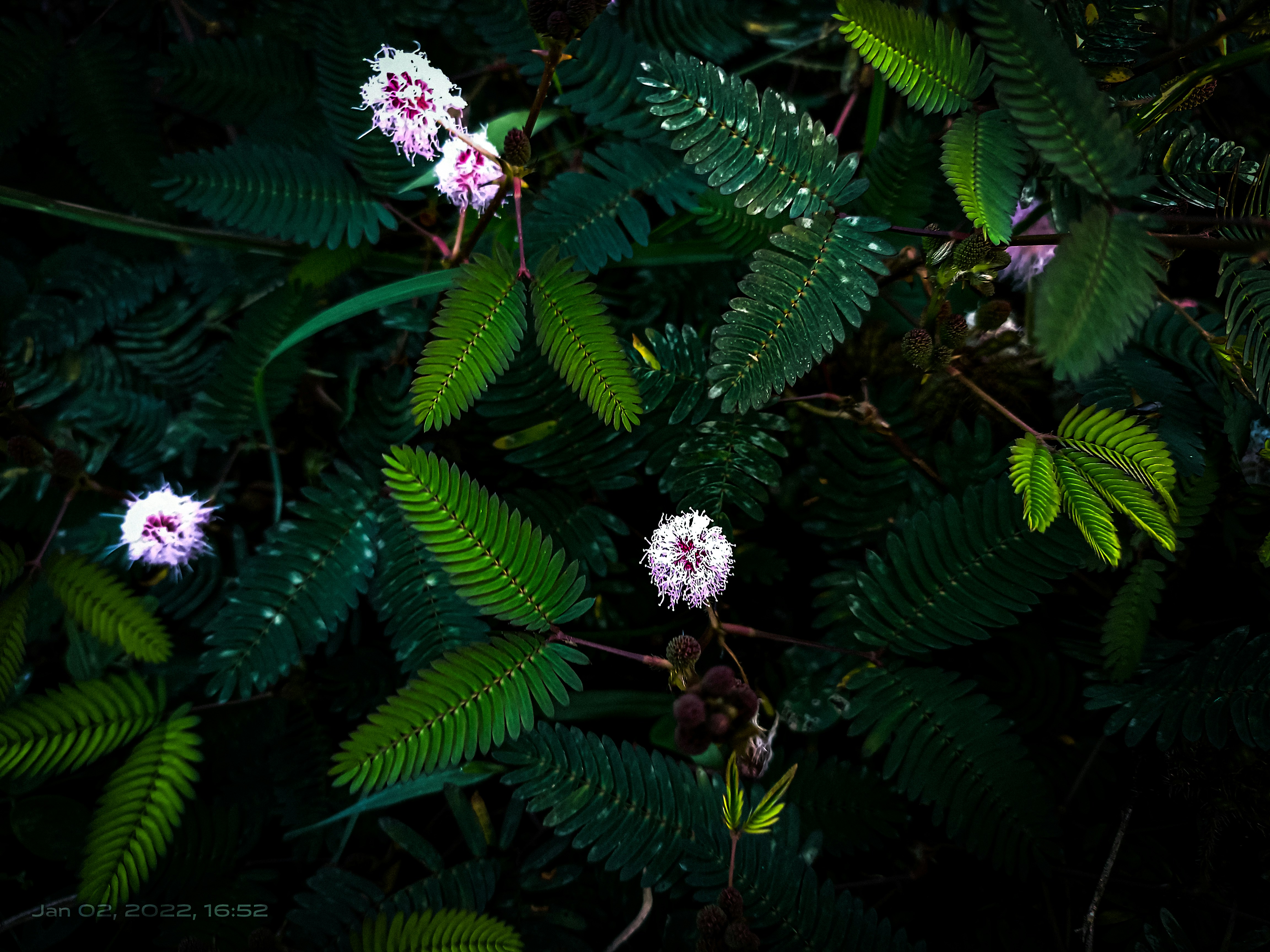 Un gros plan d’un bouquet de fleurs sur une plante photo – Photo Plante ...