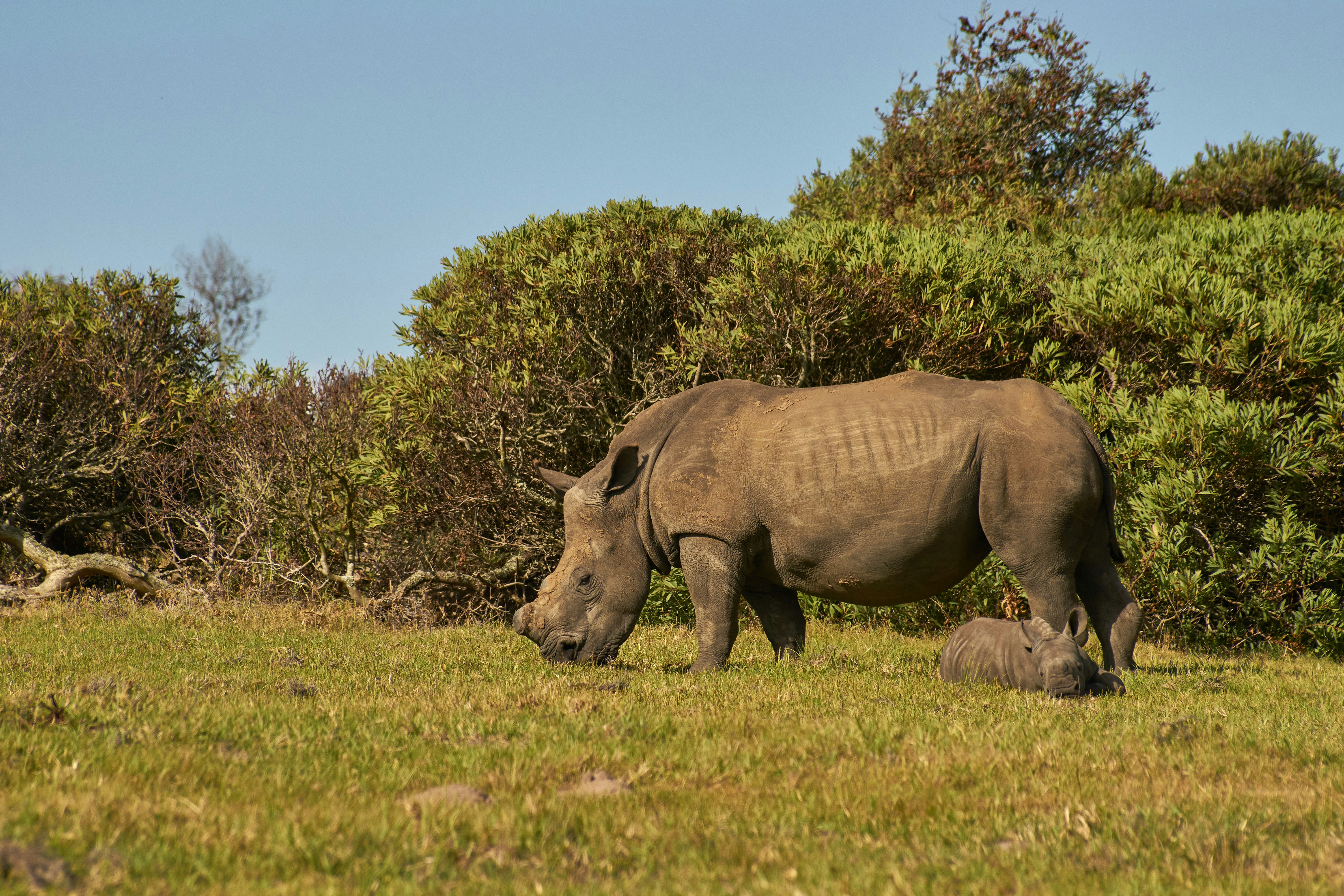 A rhino and her baby grazing in a field photo – Free Rhino Image on ...