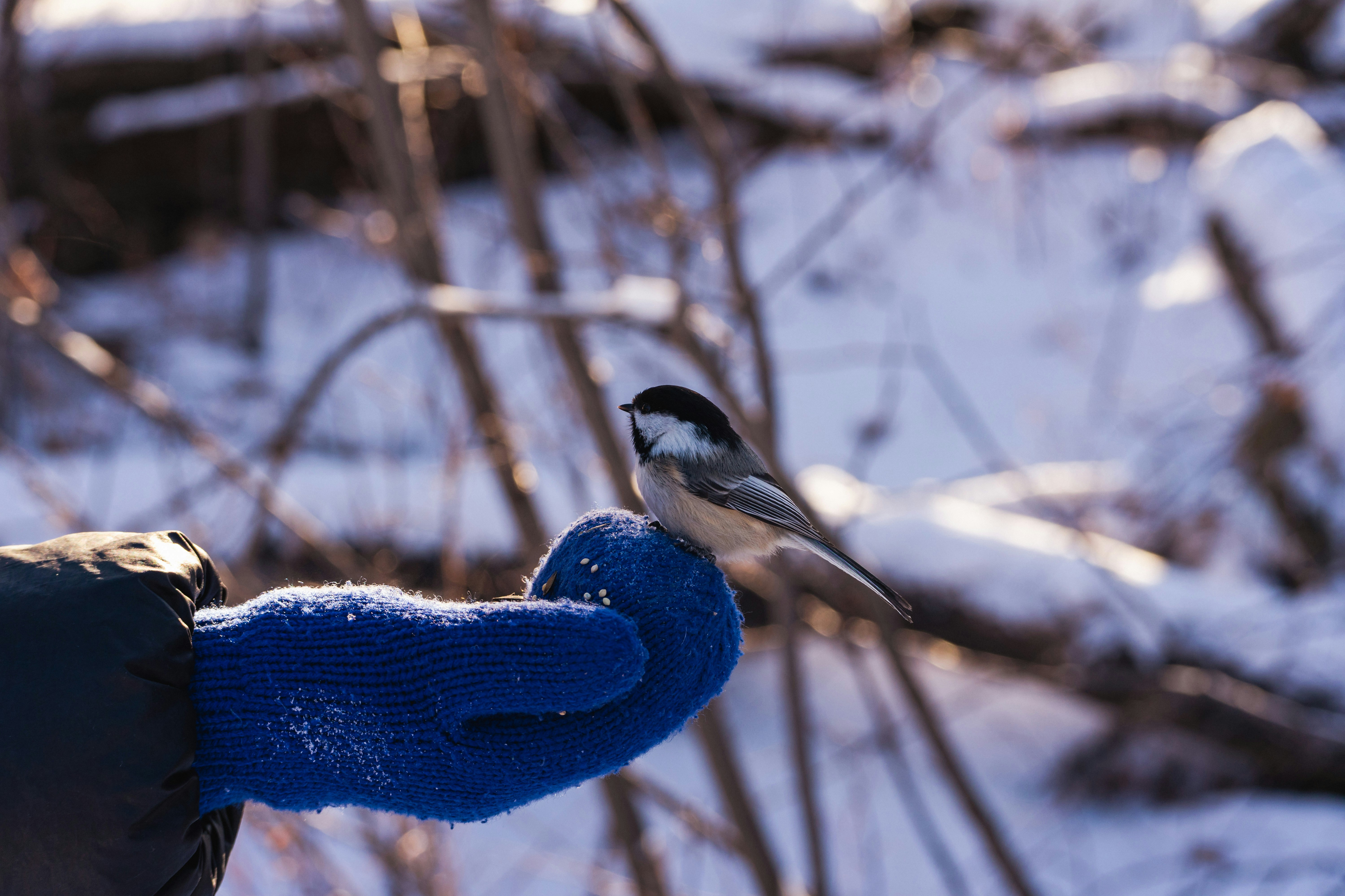 Chickadee’s Frosty Pause on a Blue Glove