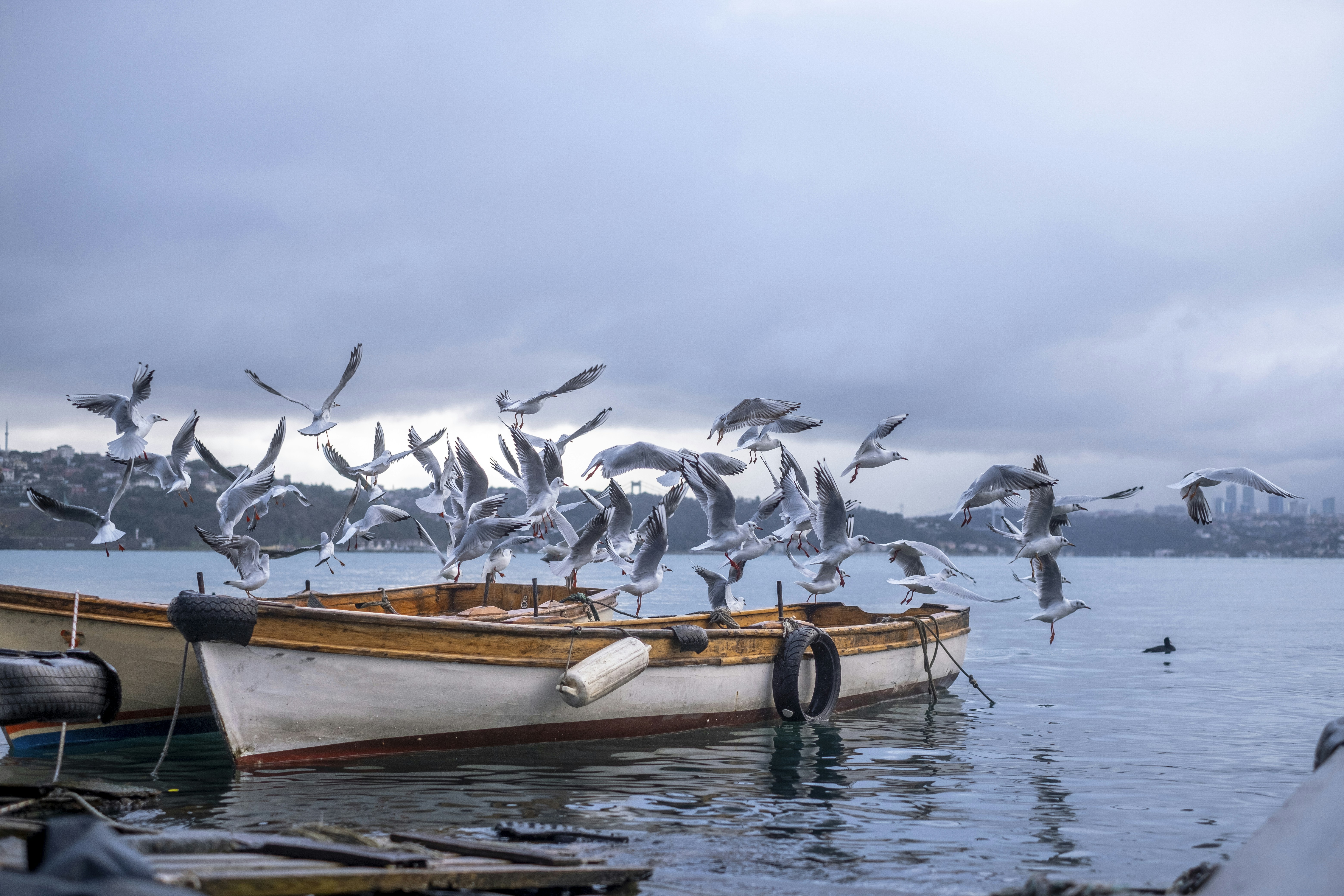 A flurry of seagulls takes flight above a pair of wooden boats, casting reflections on the calm water. The scene captures the dynamic interaction between nature and the serene harbor environment.