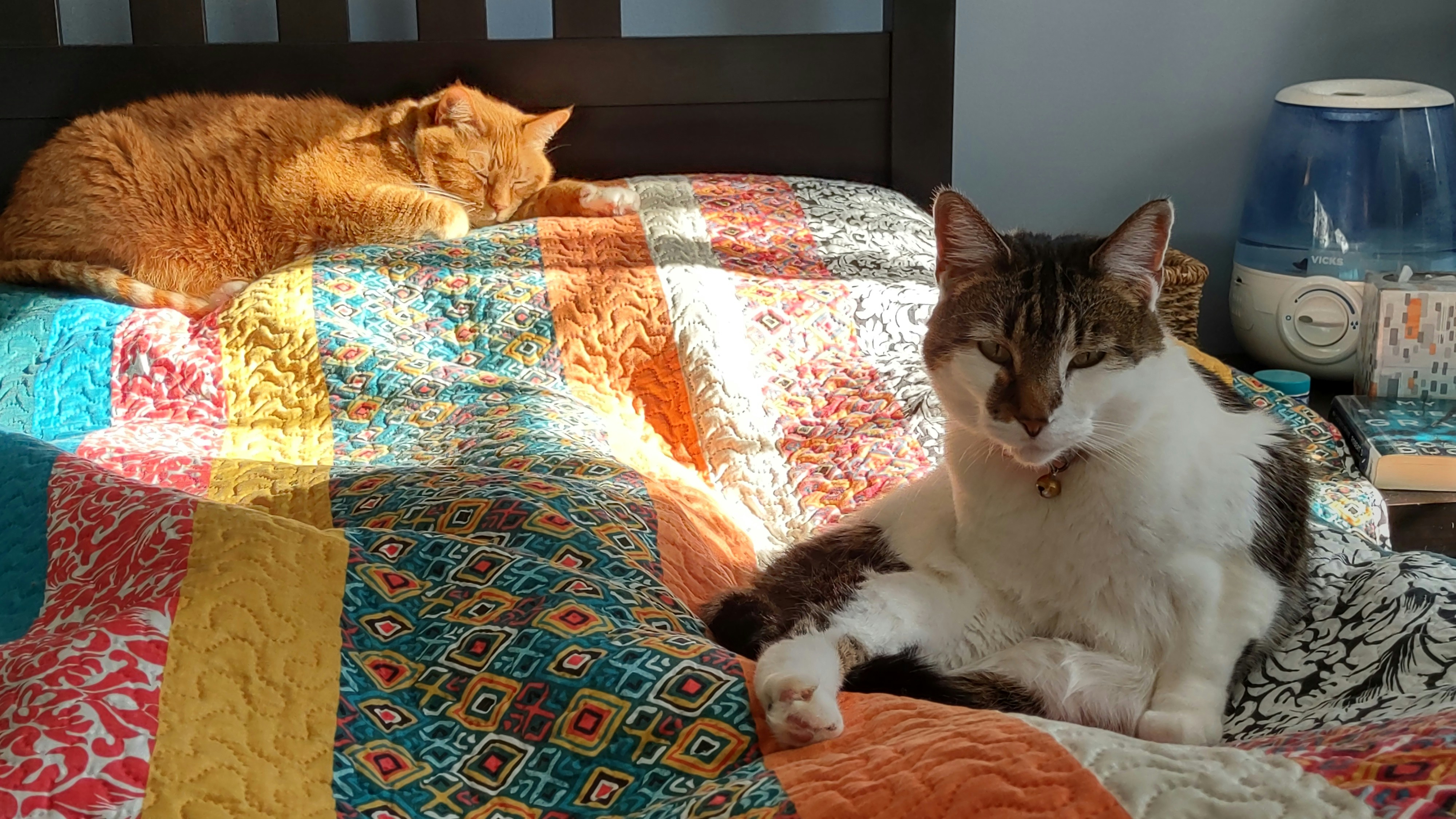 Un par de gatos acostados encima de una cama foto – Imagen de Lindo ...