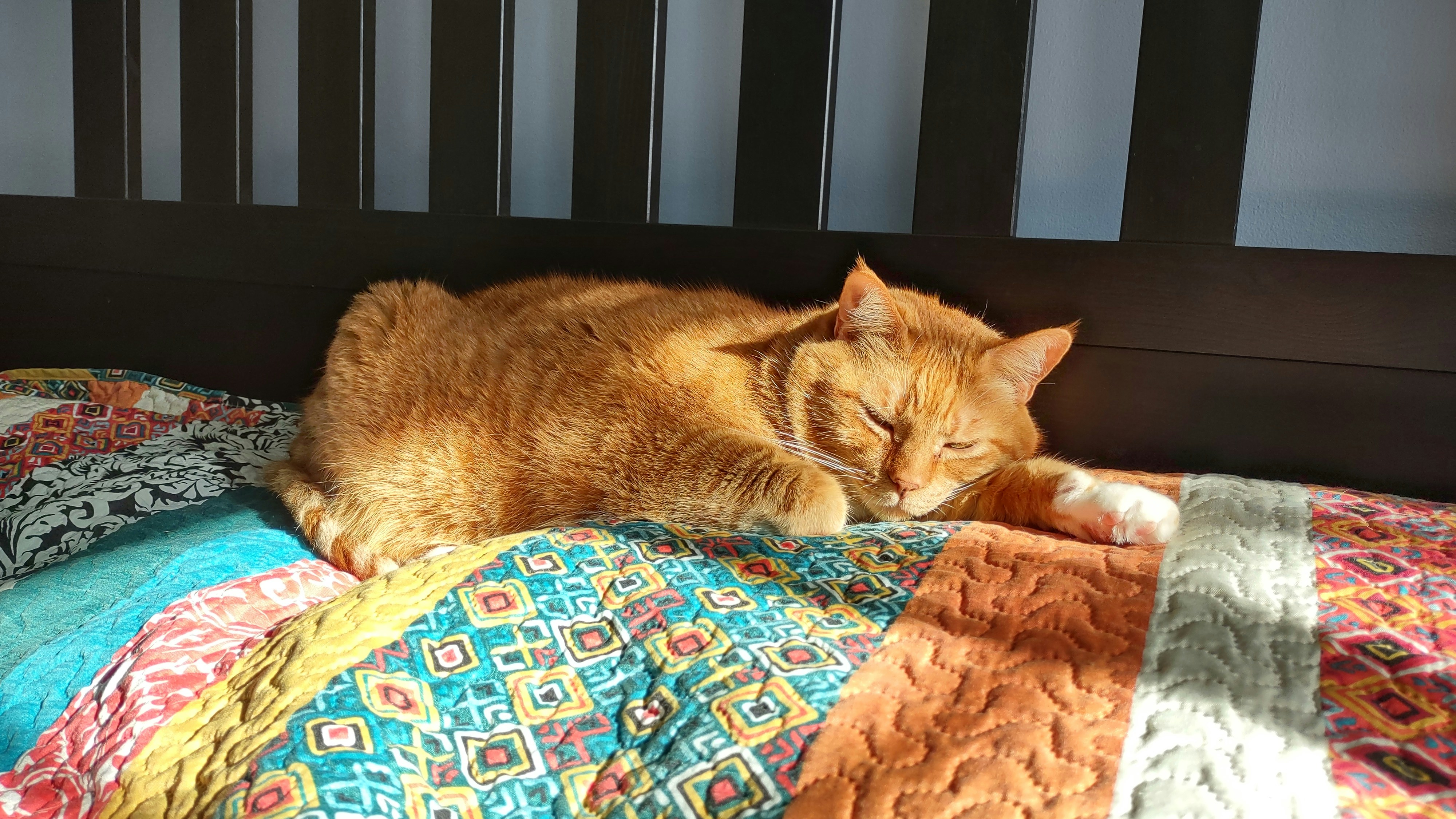 An orange cat sleeping on top of a bed photo – Free Cute cat Image on ...