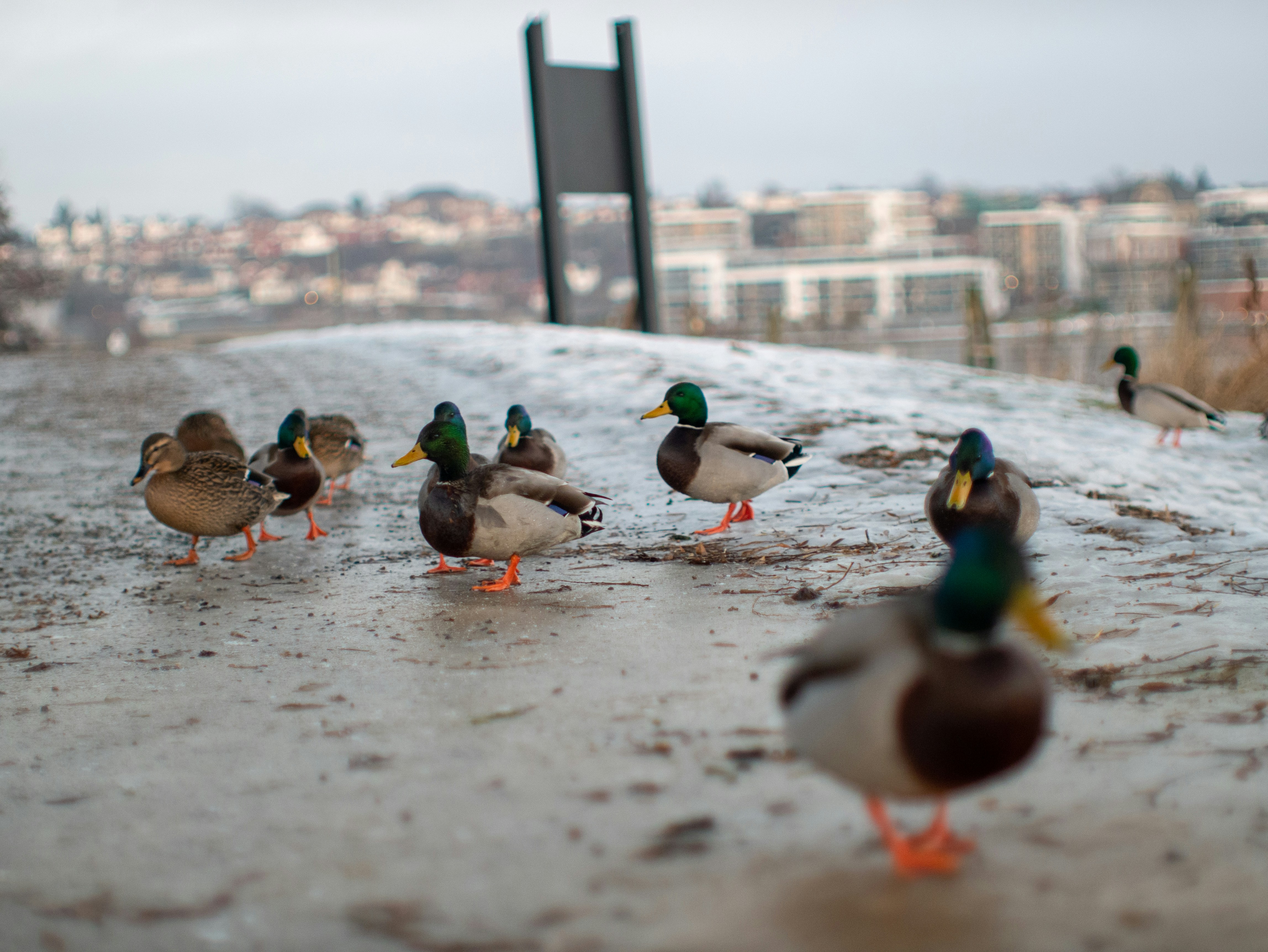 Ducks on a Snow-Kissed Boardwalk with a Distant City Backdrop