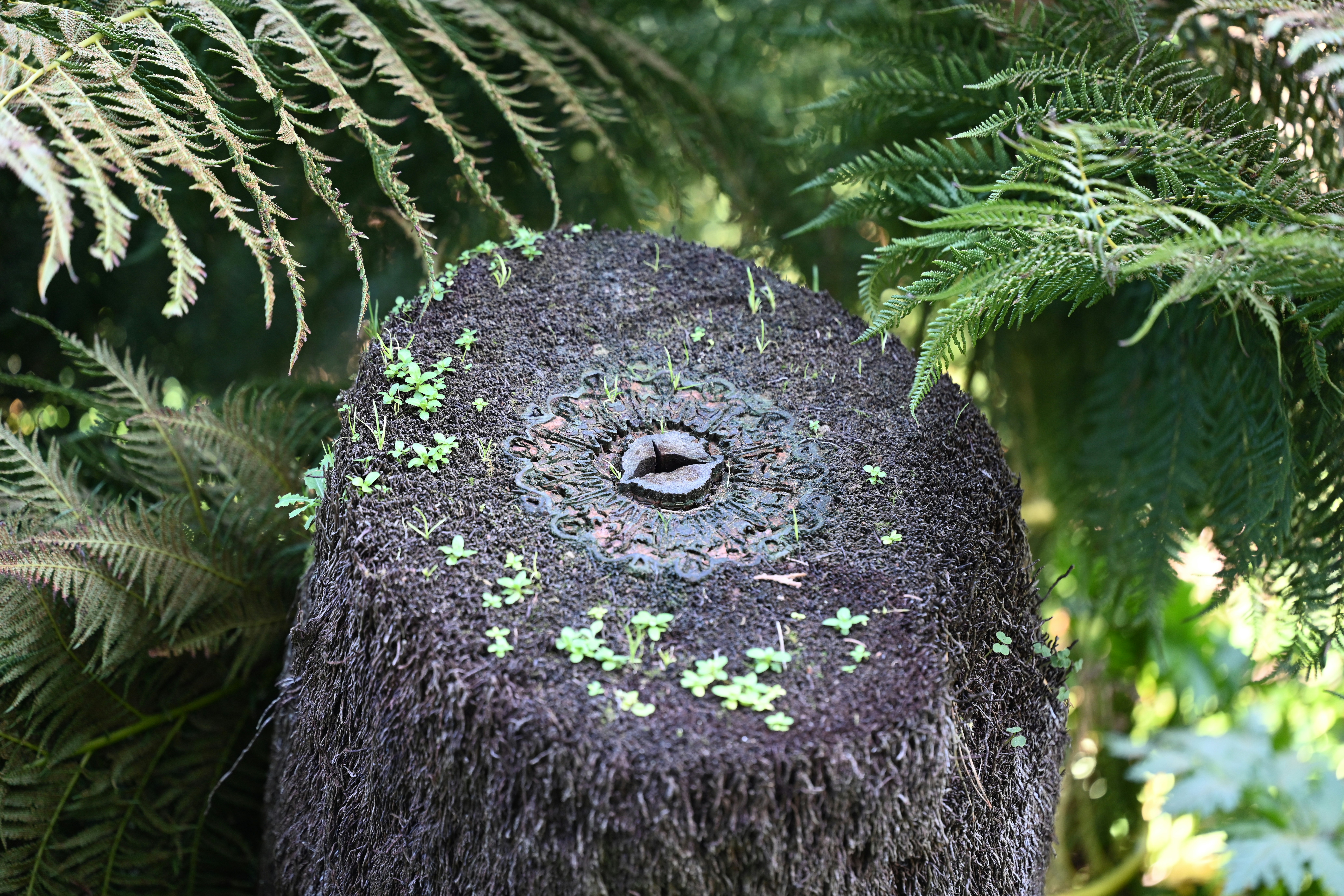Weathered tree stump adorned with vibrant green moss and ferns, showcasing nature's ability to reclaim and rejuvenate. 