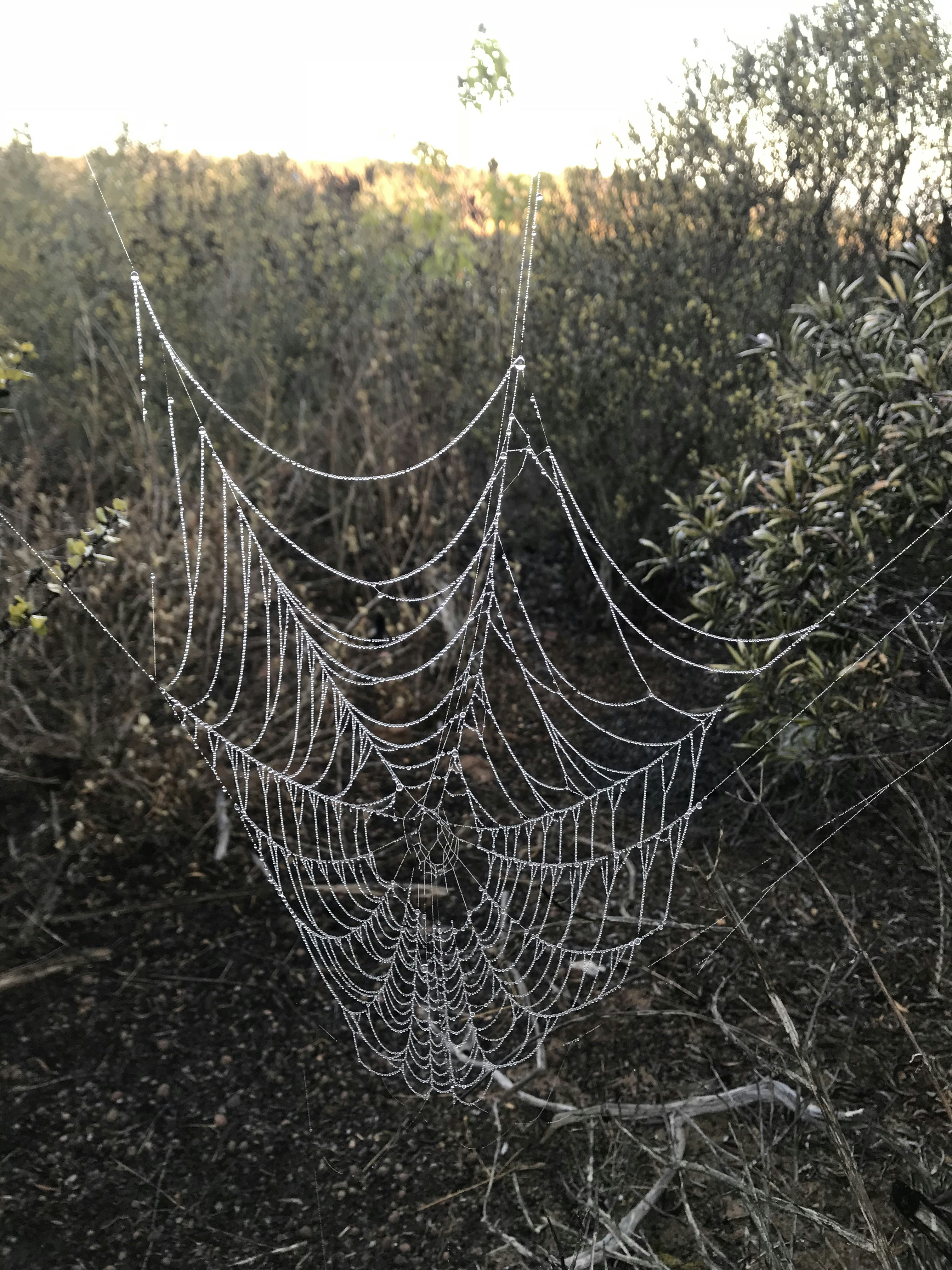 A spider web hanging from a tree branch photo – Free Del mar Image on ...
