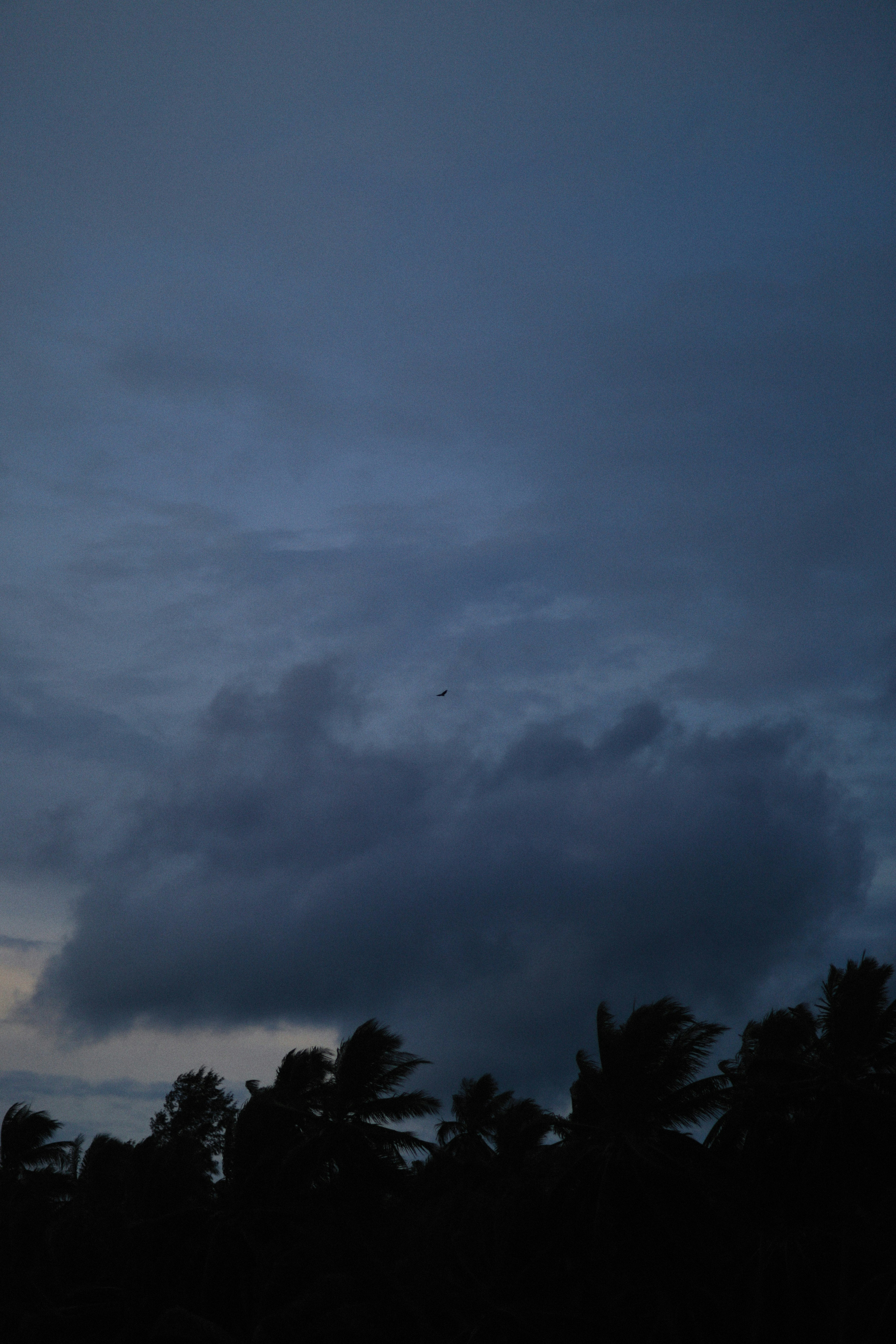 Twilight Soar Over Tropical Silhouettes
