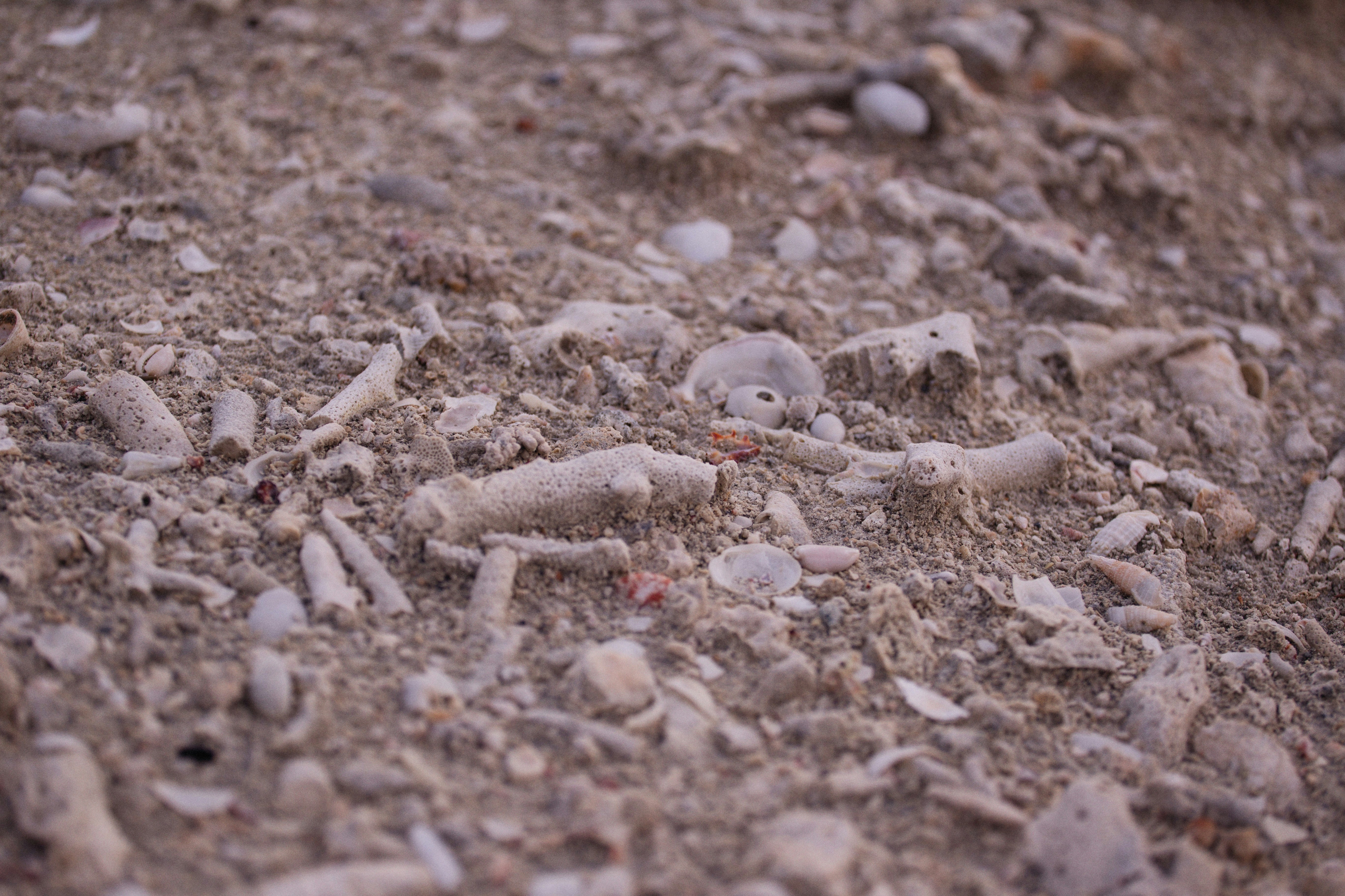 A bunch of rocks and shells on the ground photo – Free Grey Image on ...