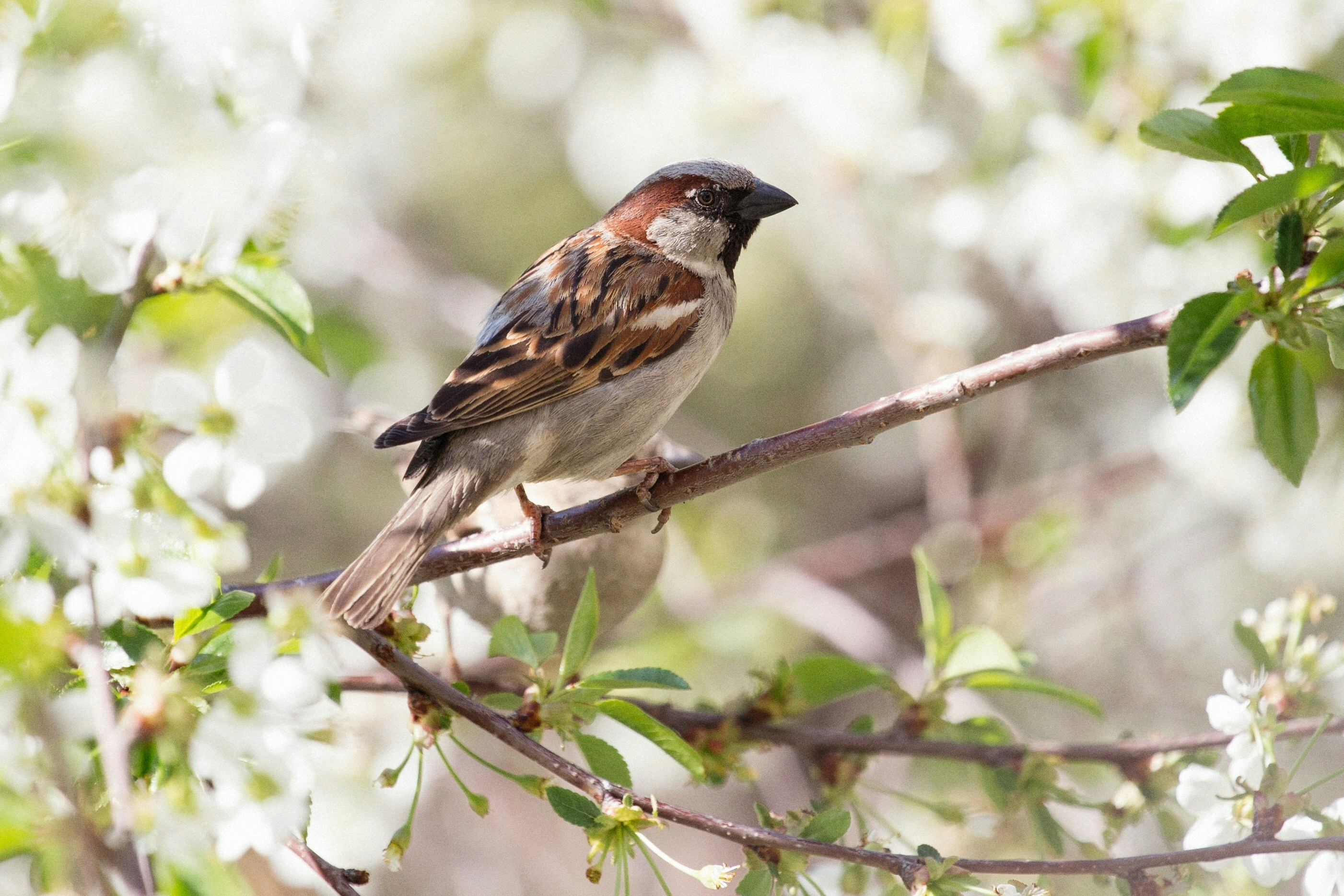Perched Finch Amid Blossoms: A Moment of Spring Light