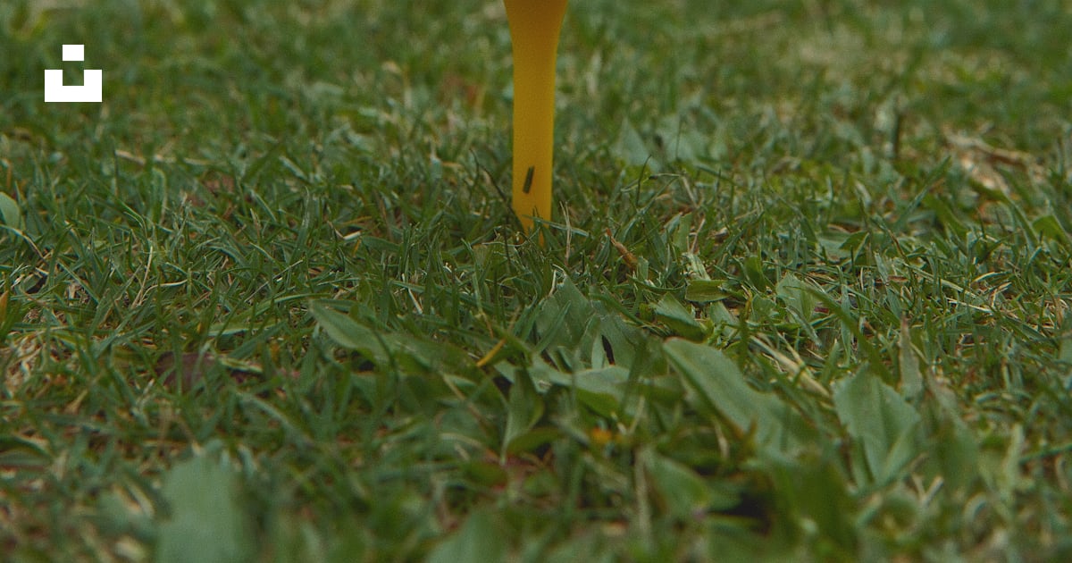 노란 티 위에 앉아 있는 골프공 사진 Unsplash의 무료 한다라 골프 And 리조트 발리 Handara Golf