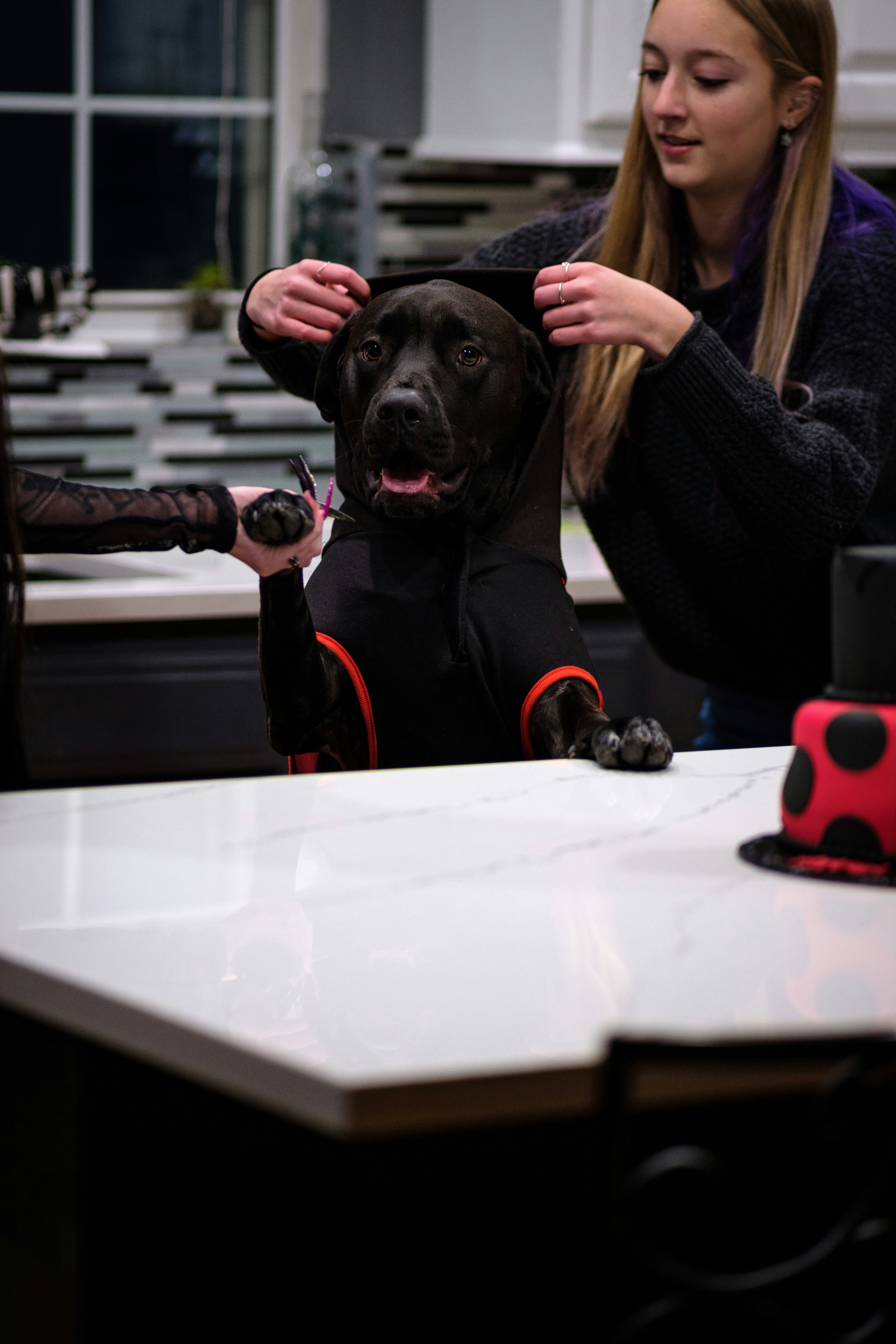 Dog And Human Pictures | Download Free Images on Unsplash