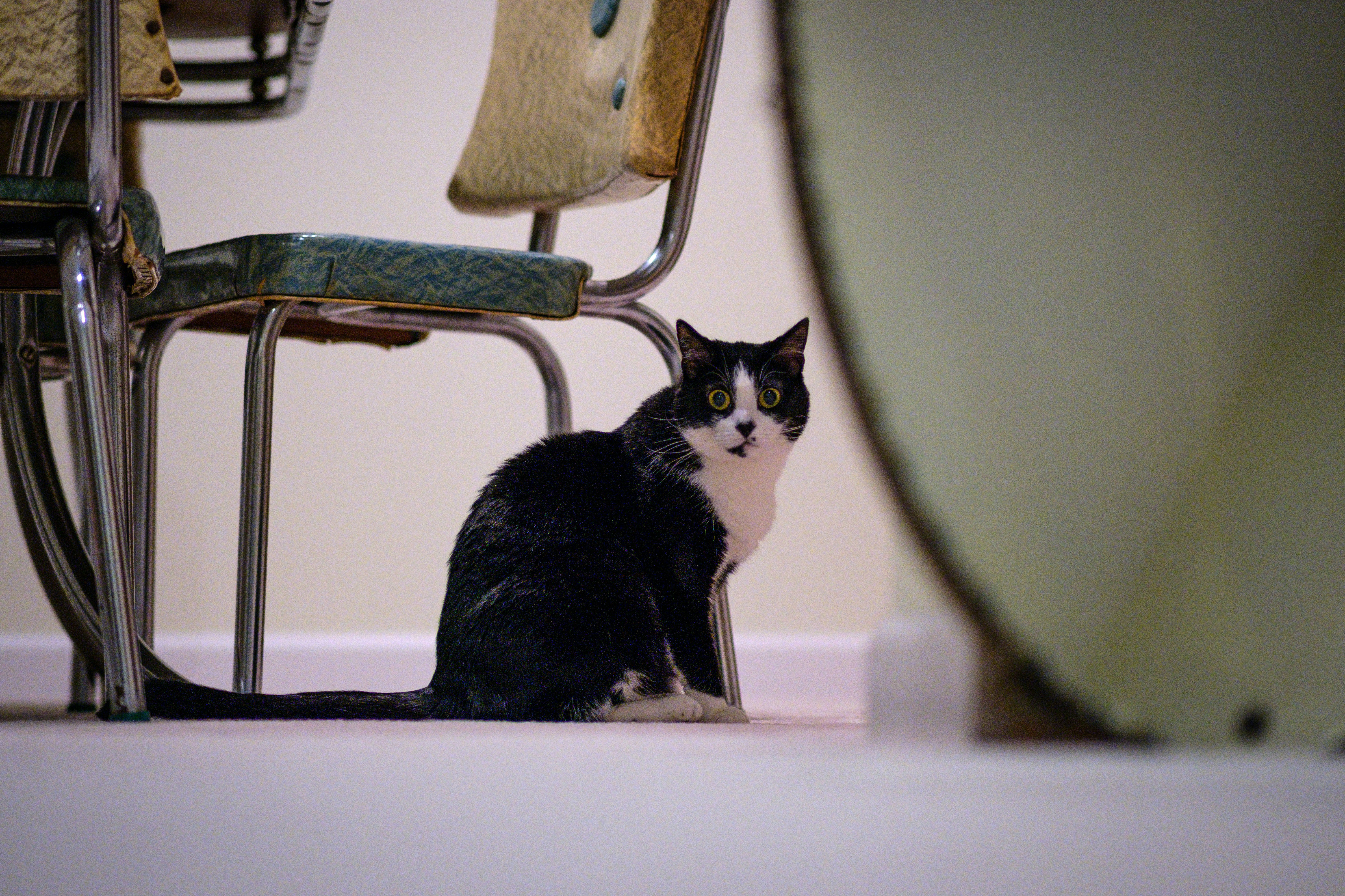 Hidden Observer: Black-and-White Cat in a Quiet Kitchen Nook
