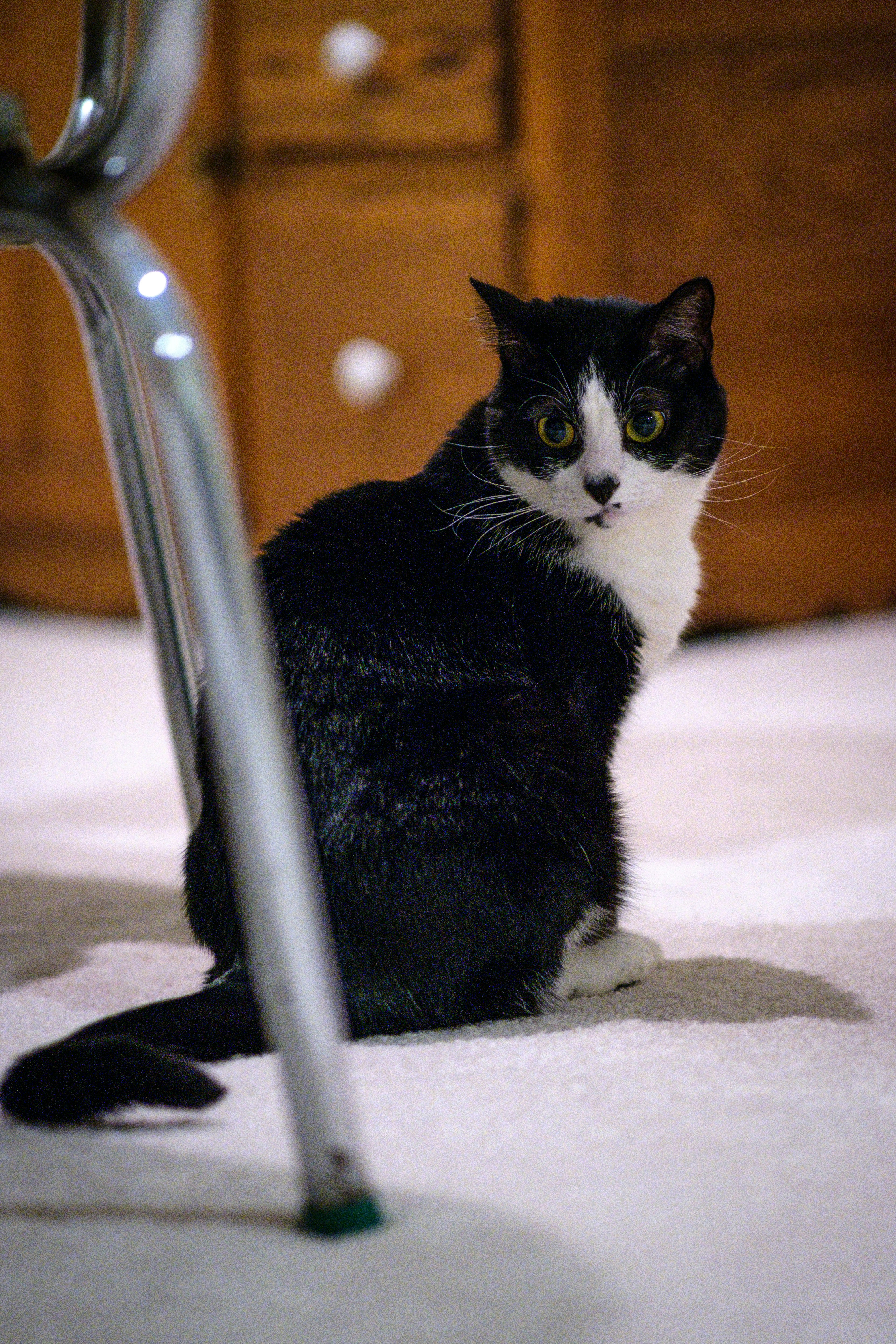 The Tuxedo Observer: A Curious Gaze Amid Quiet Domestic Light