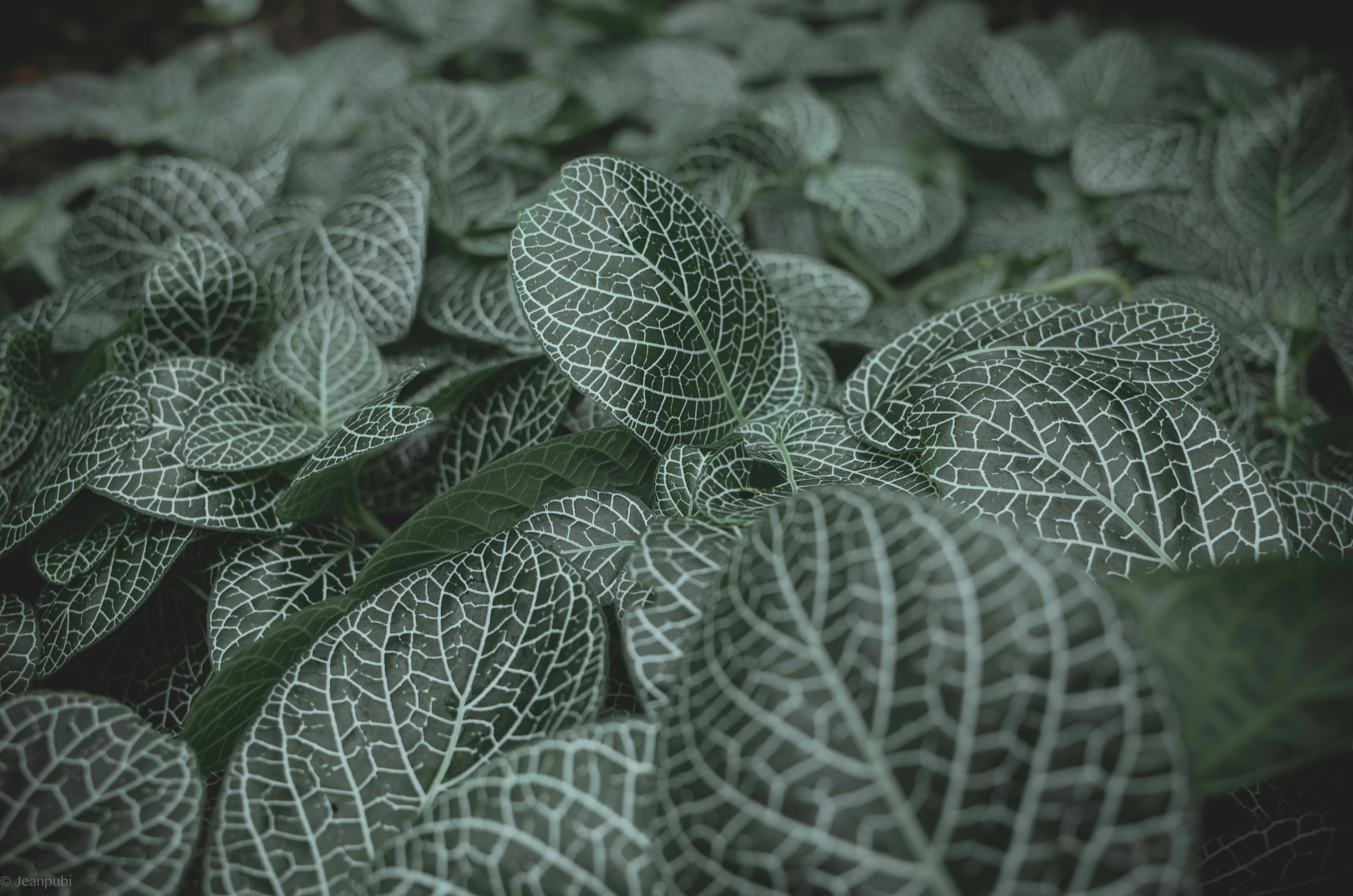 Veins of Nature: A Tapestry of Green