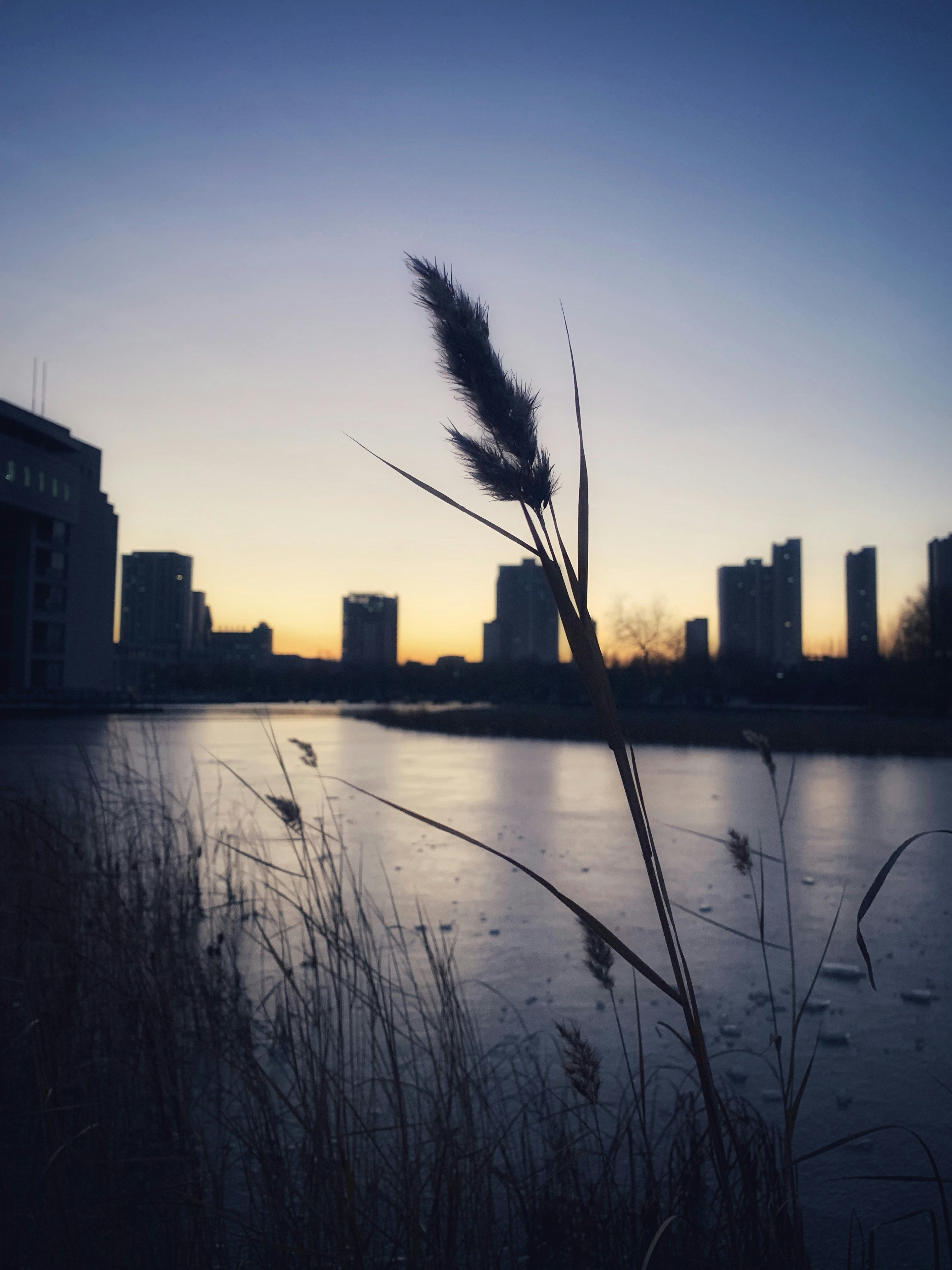 Reed Framing a Dusk City Across the River
