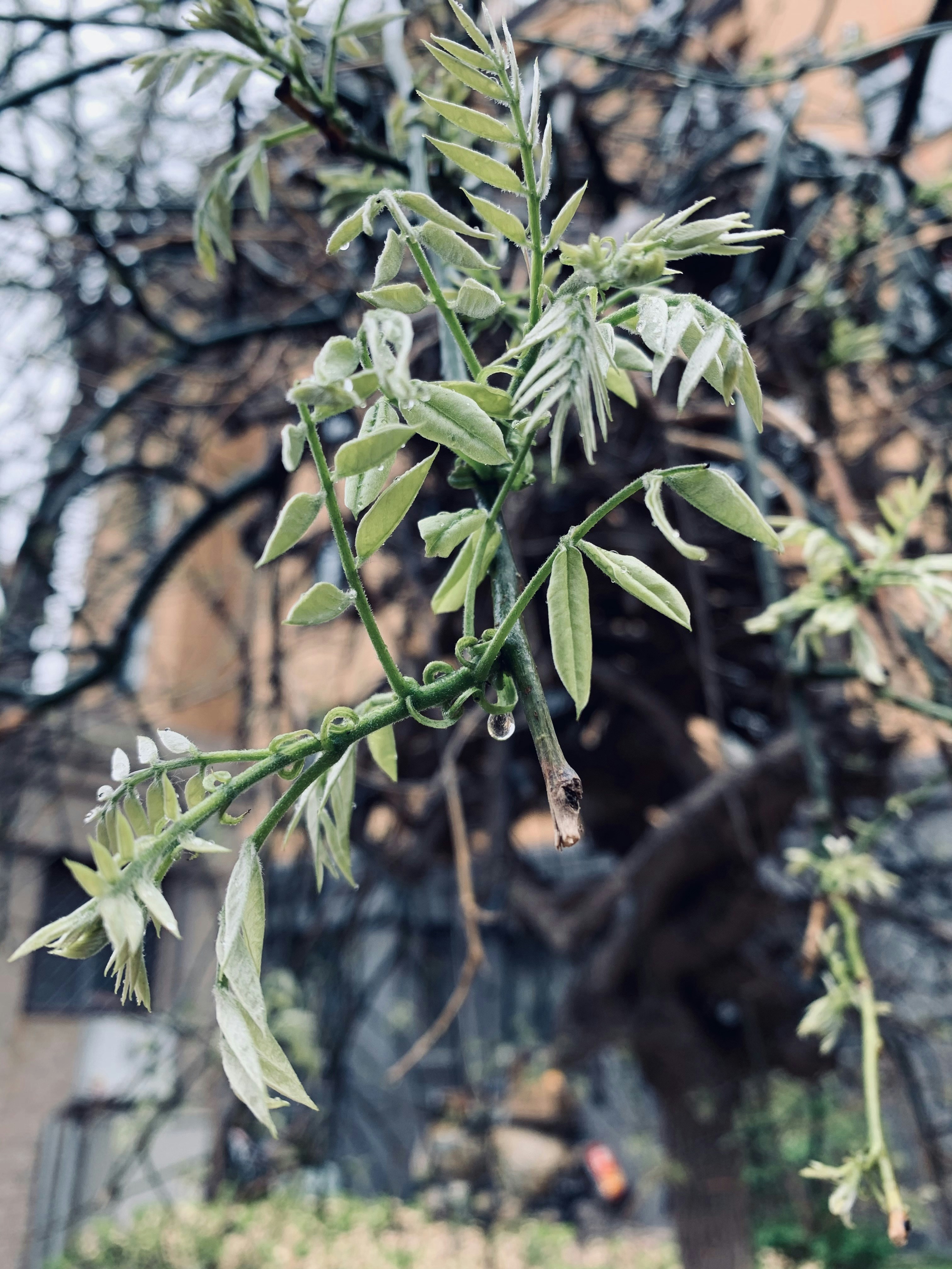 Dew-kissed Tendrils: Close-Up of Vine Leaves Against a Blurred Urban Backdrop