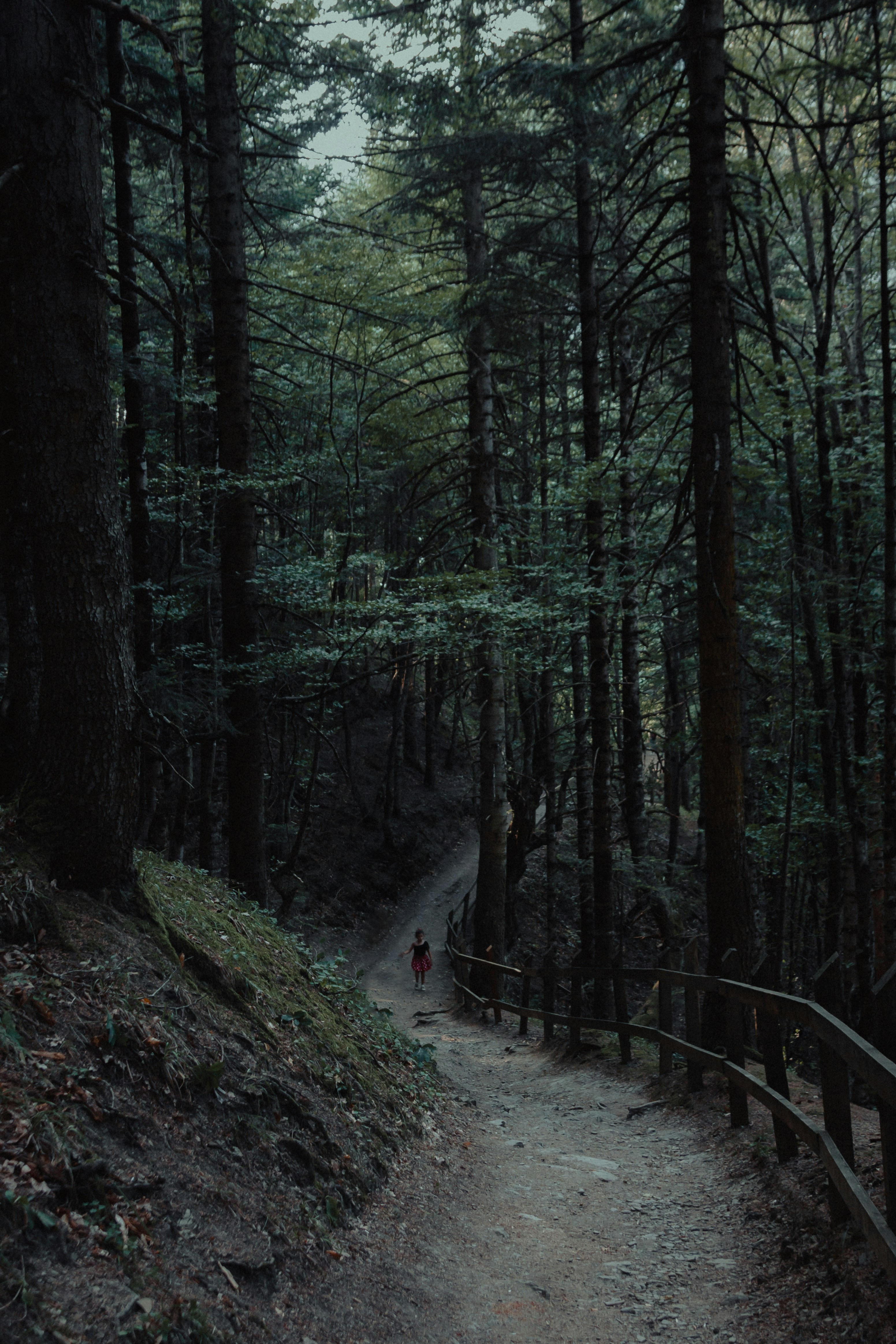 Whispering Woods Pathway