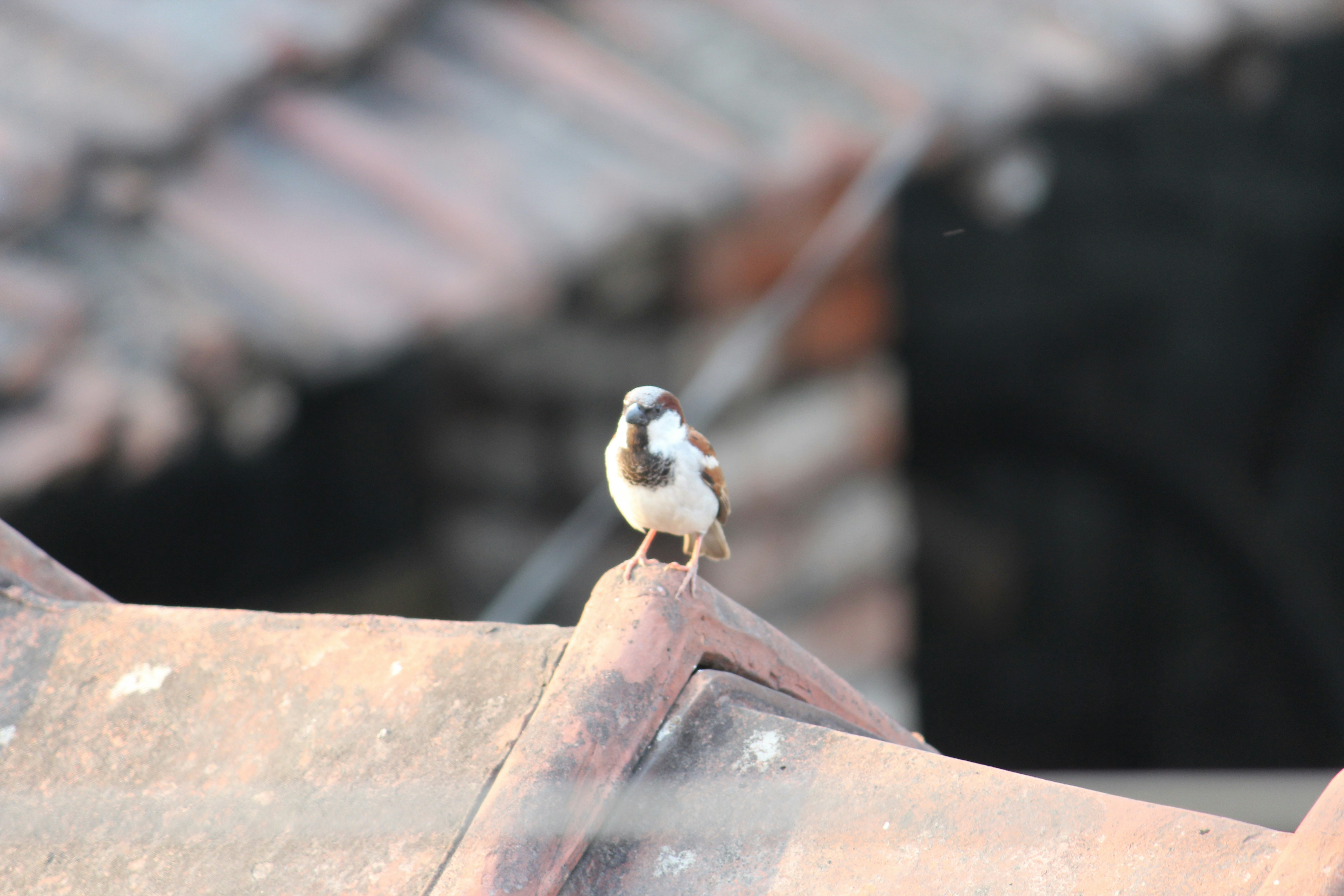 A sparrow stands atop a weathered rooftop, showcasing its delicate features against a blurred backdrop of rustic tiles.