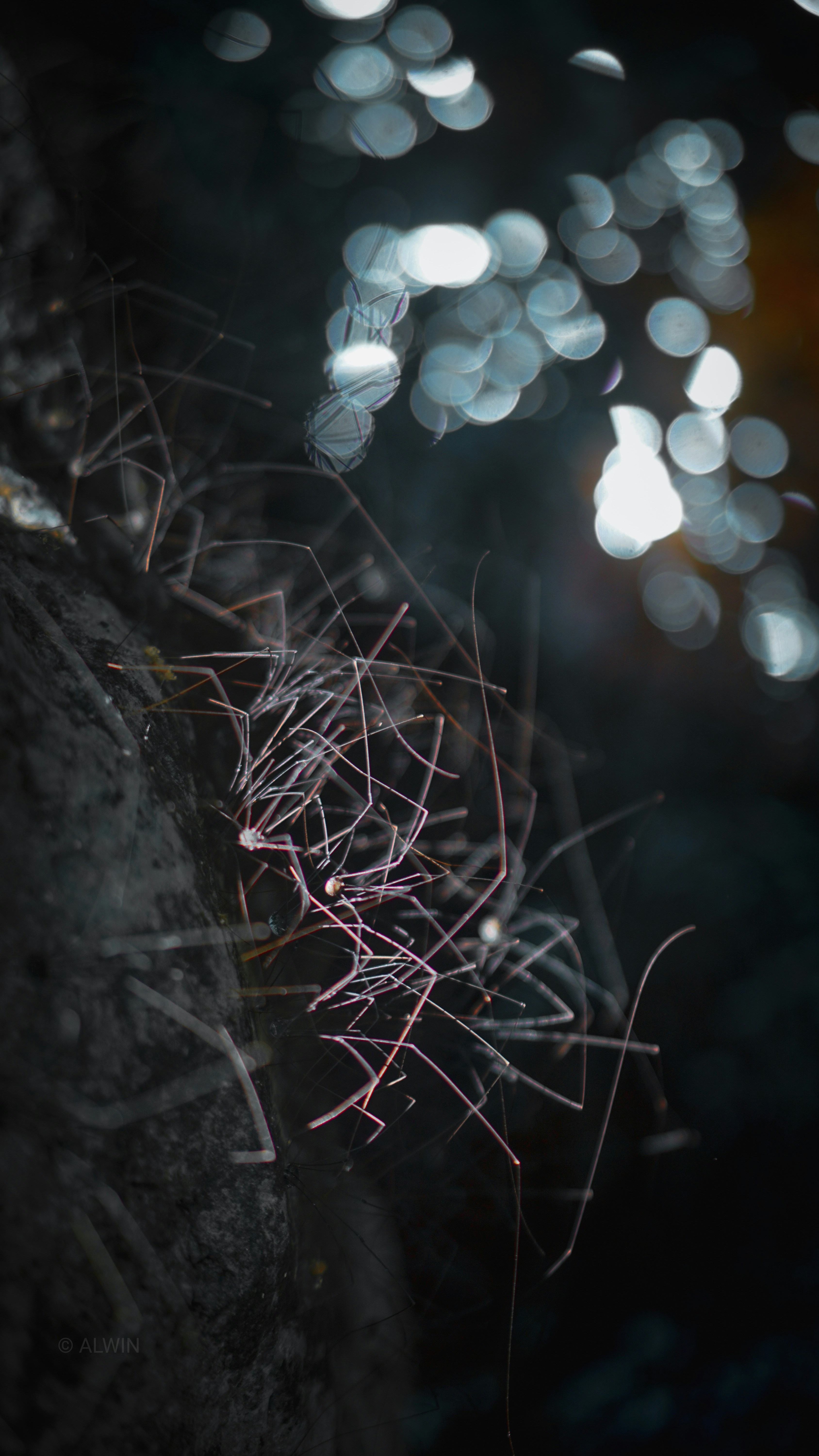a blurry photo of a plant growing out of a rock