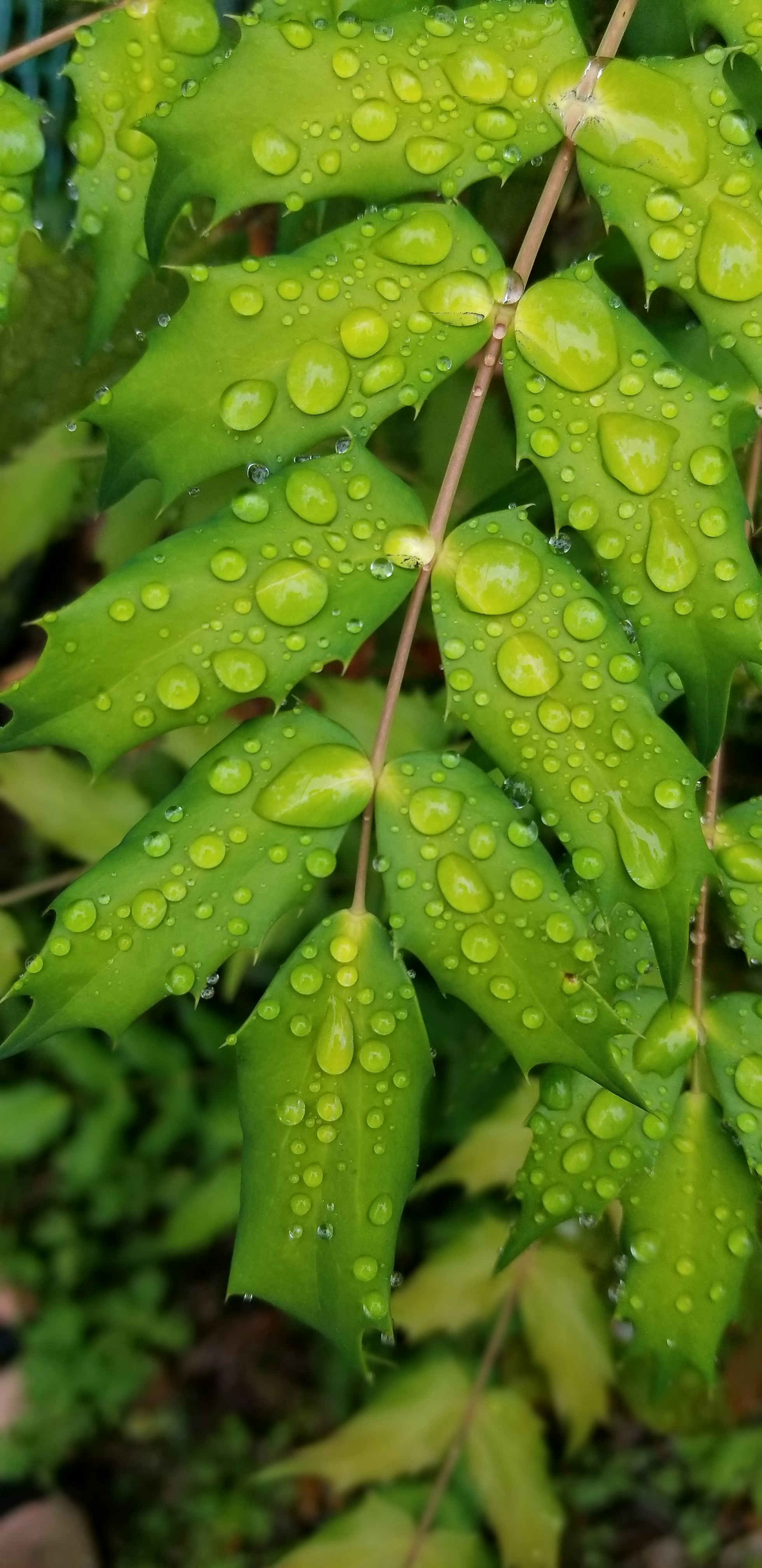 A green plant with water drops on it photo – Free Leaf details Image on ...