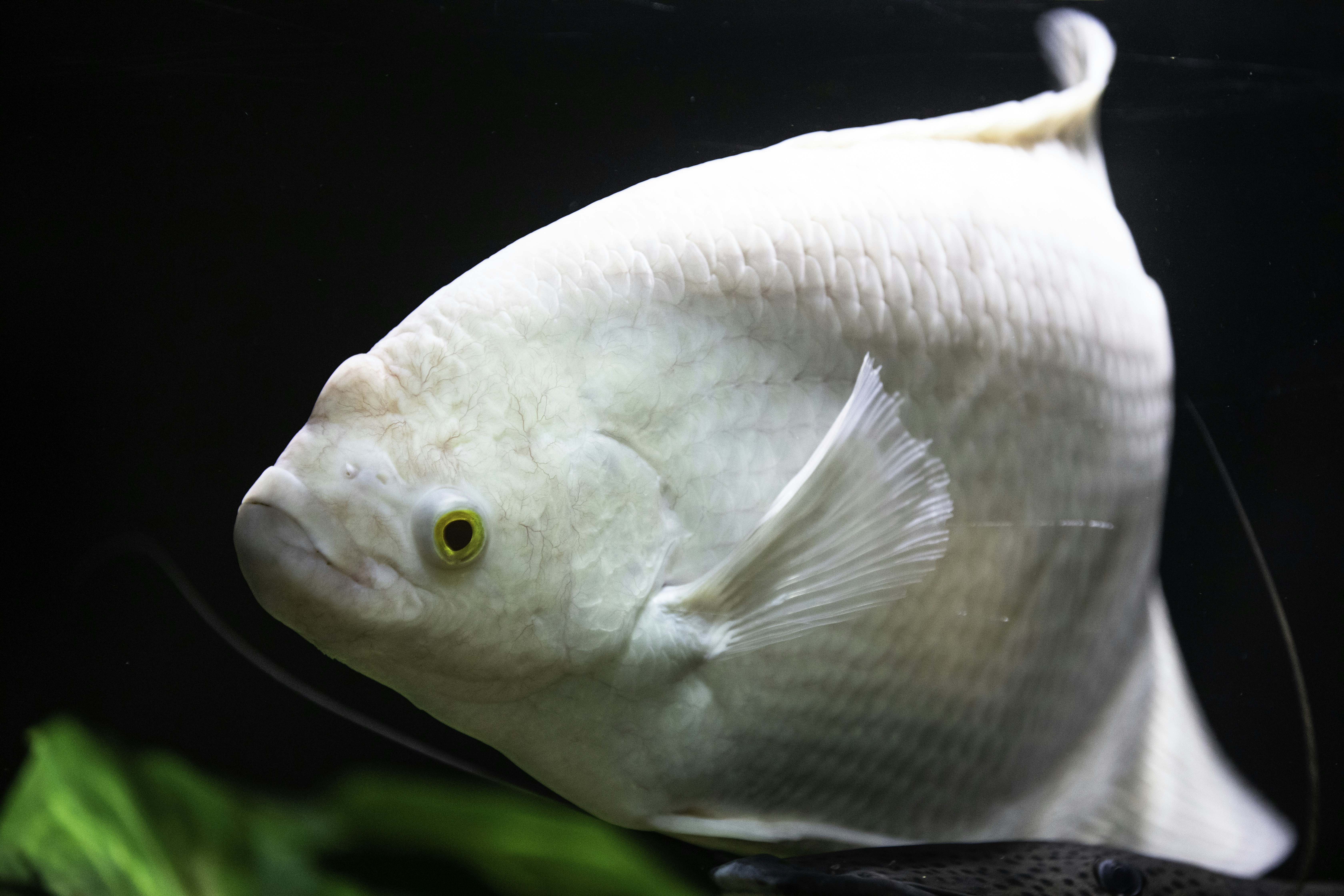 Gros plan d’un poisson blanc dans un aquarium photo – Photo Gris ...