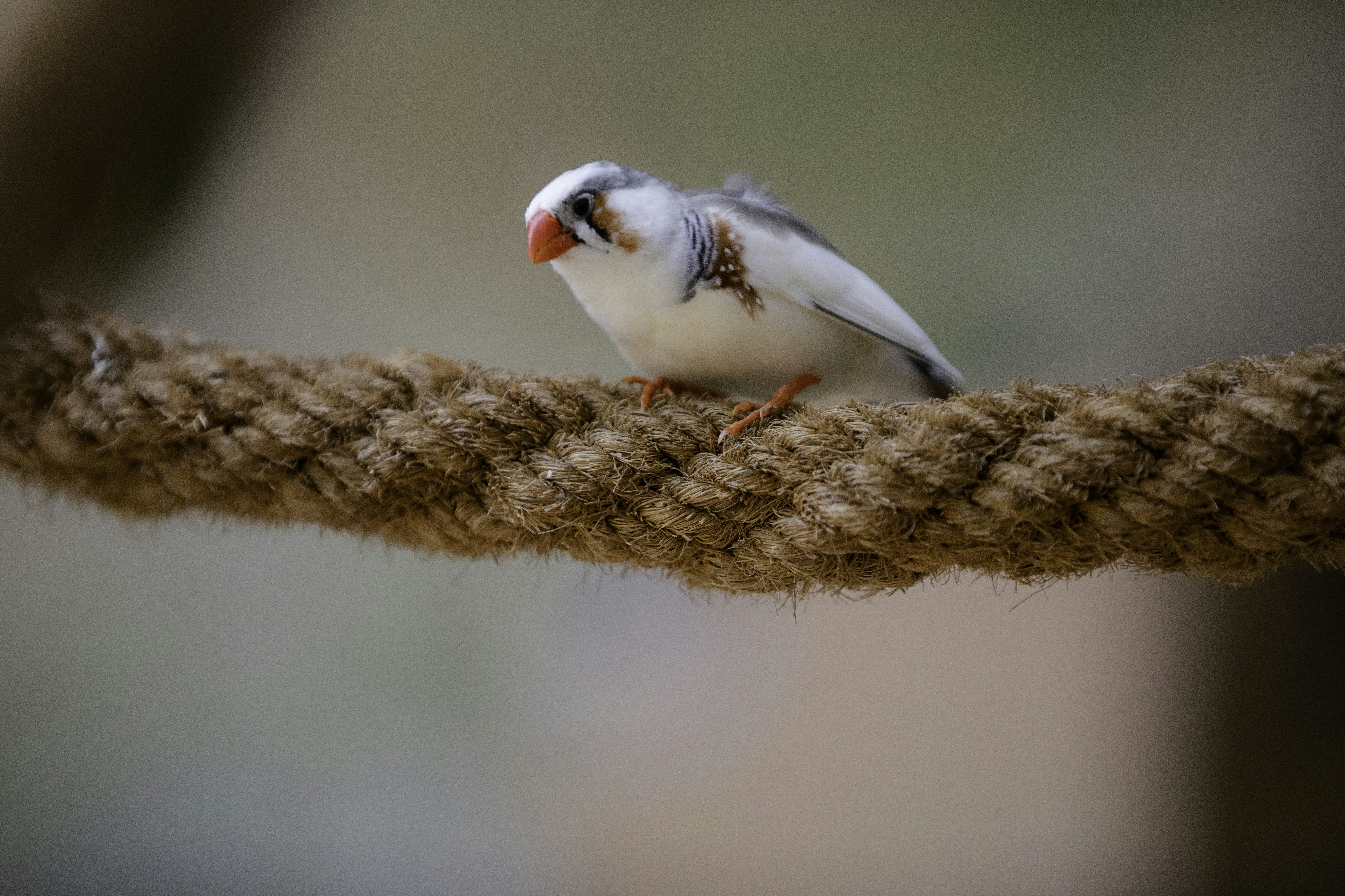 A small white bird perched on a rope photo – Free Bird Image on Unsplash