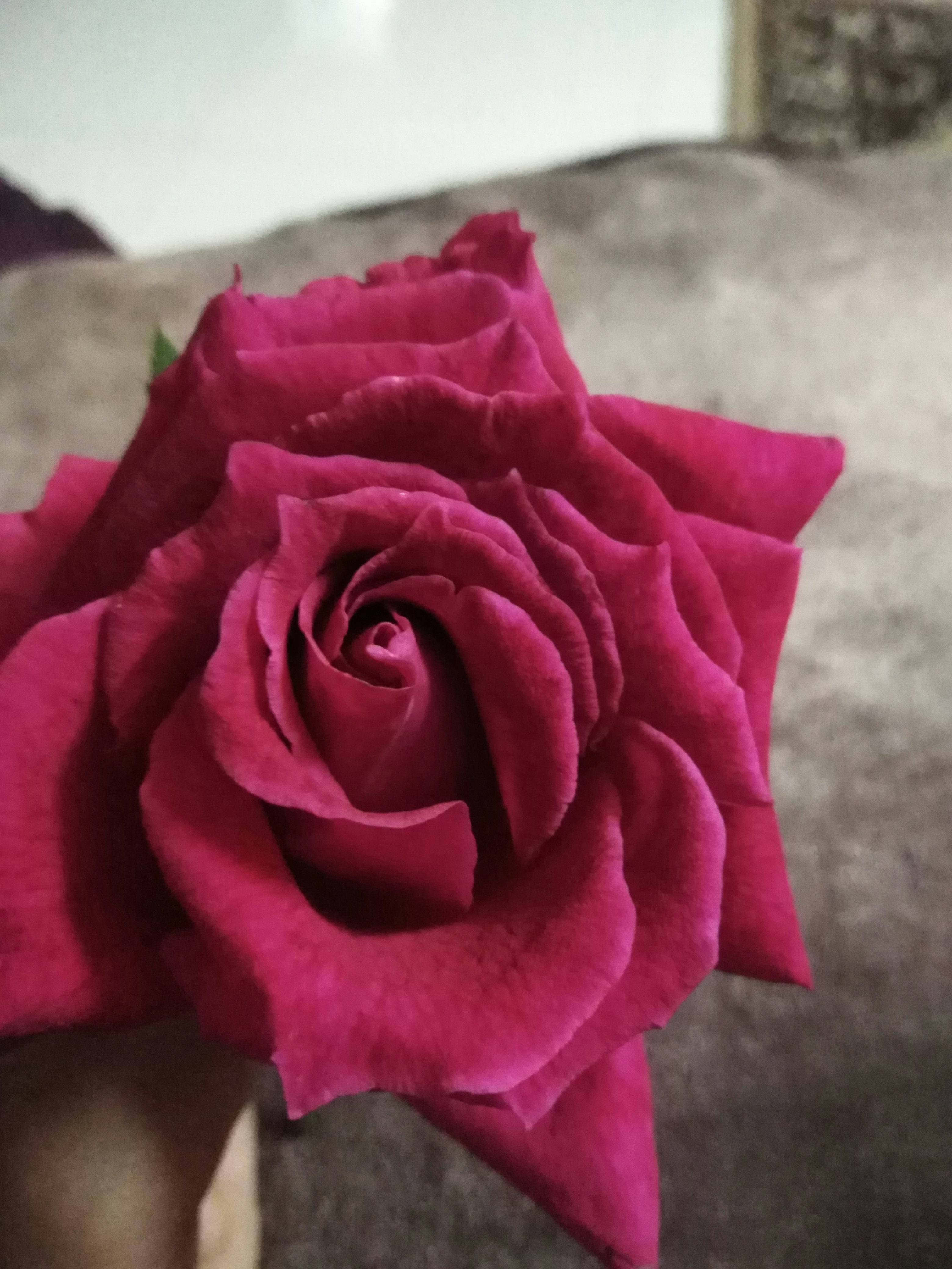 Crimson Velvet: An Intimate Close-Up of a Rose on a Taupe Sofa