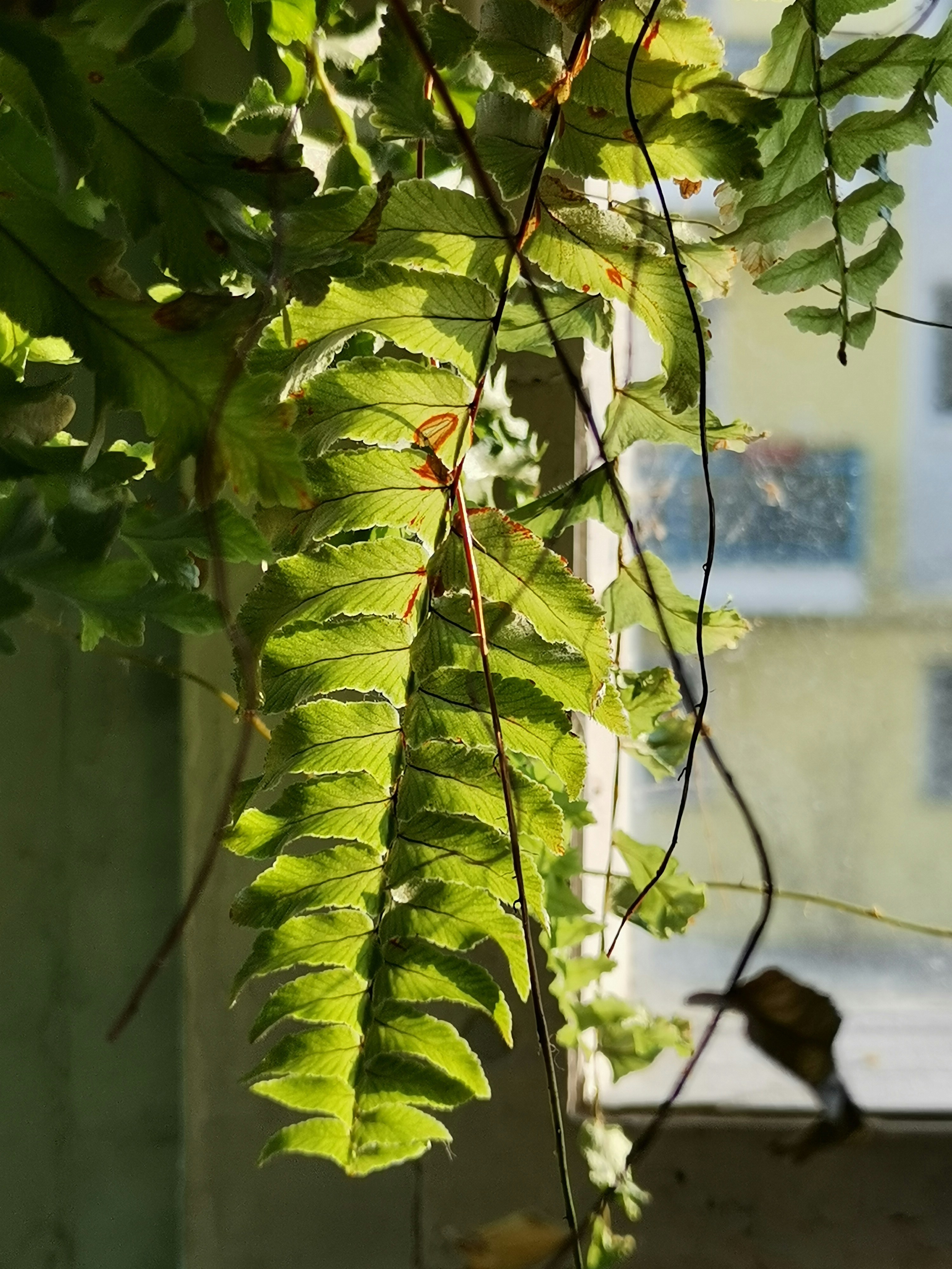 a bird sitting on a window sill next to a green plant