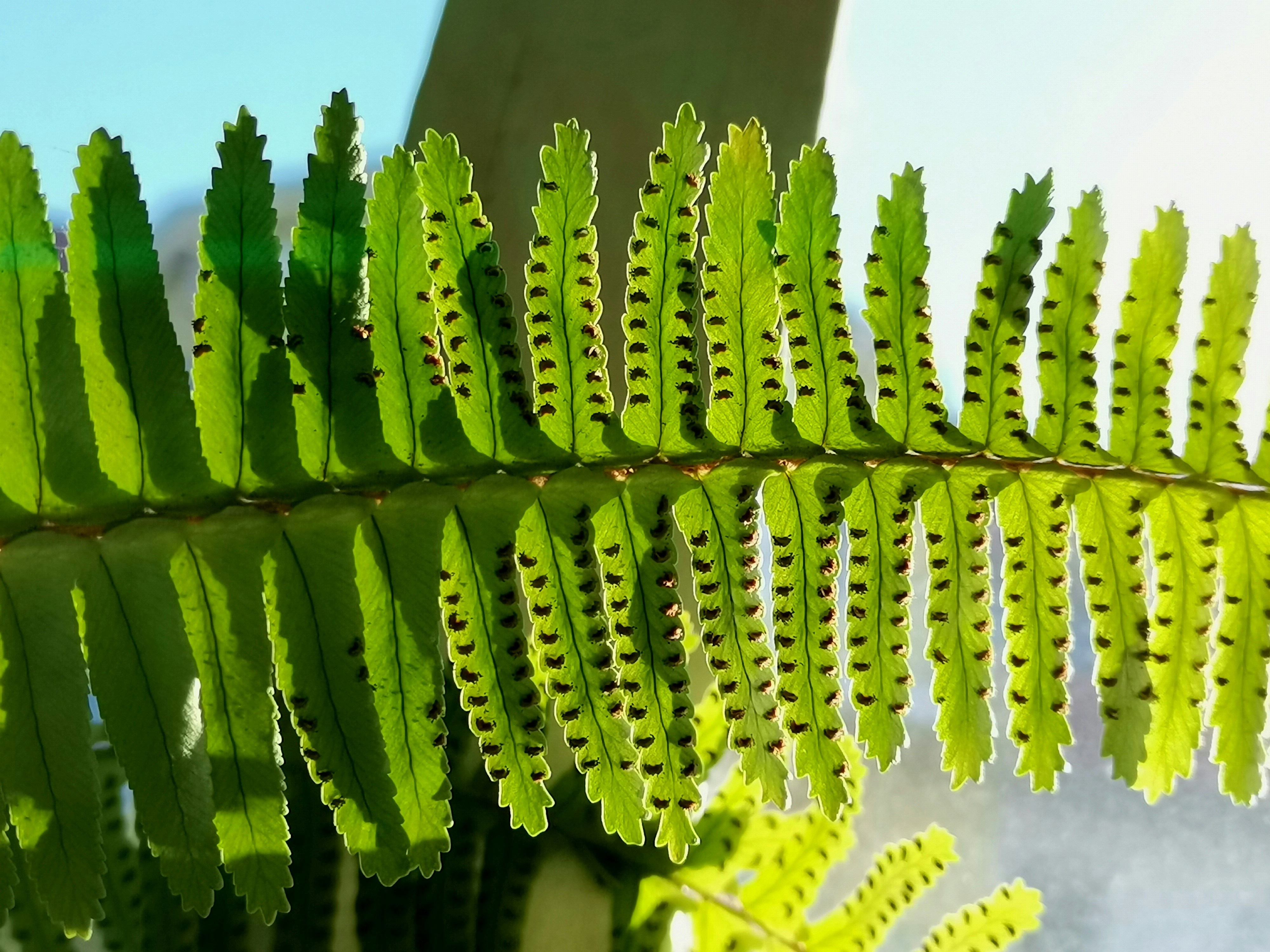 Close-up of a vibrant fern leaf showcasing its delicate structure and spore patterns. Sunlight filters through, highlighting the lush green tones.