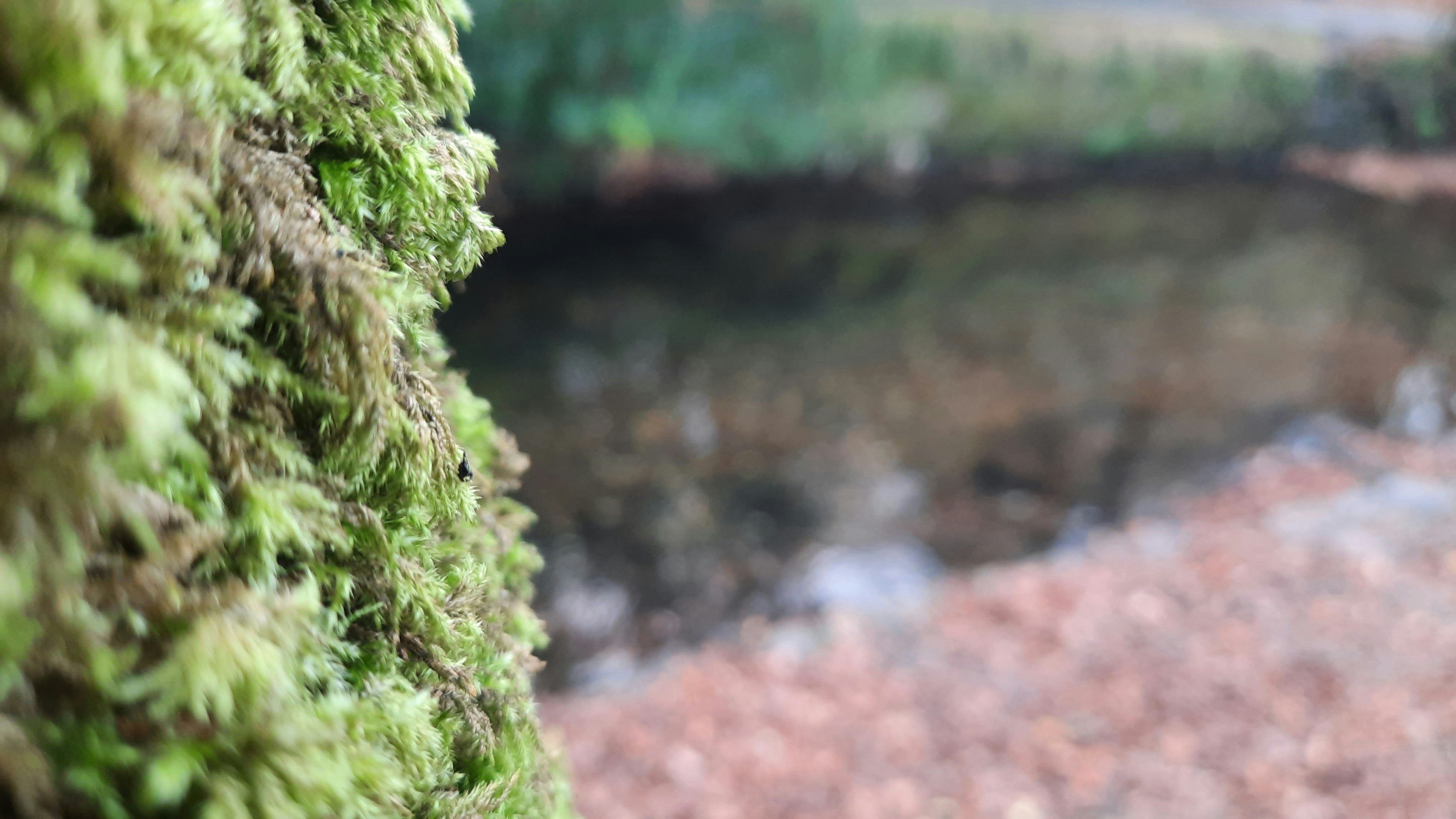 Moss-Covered Cliff Edge Framing a Quiet Riverbank