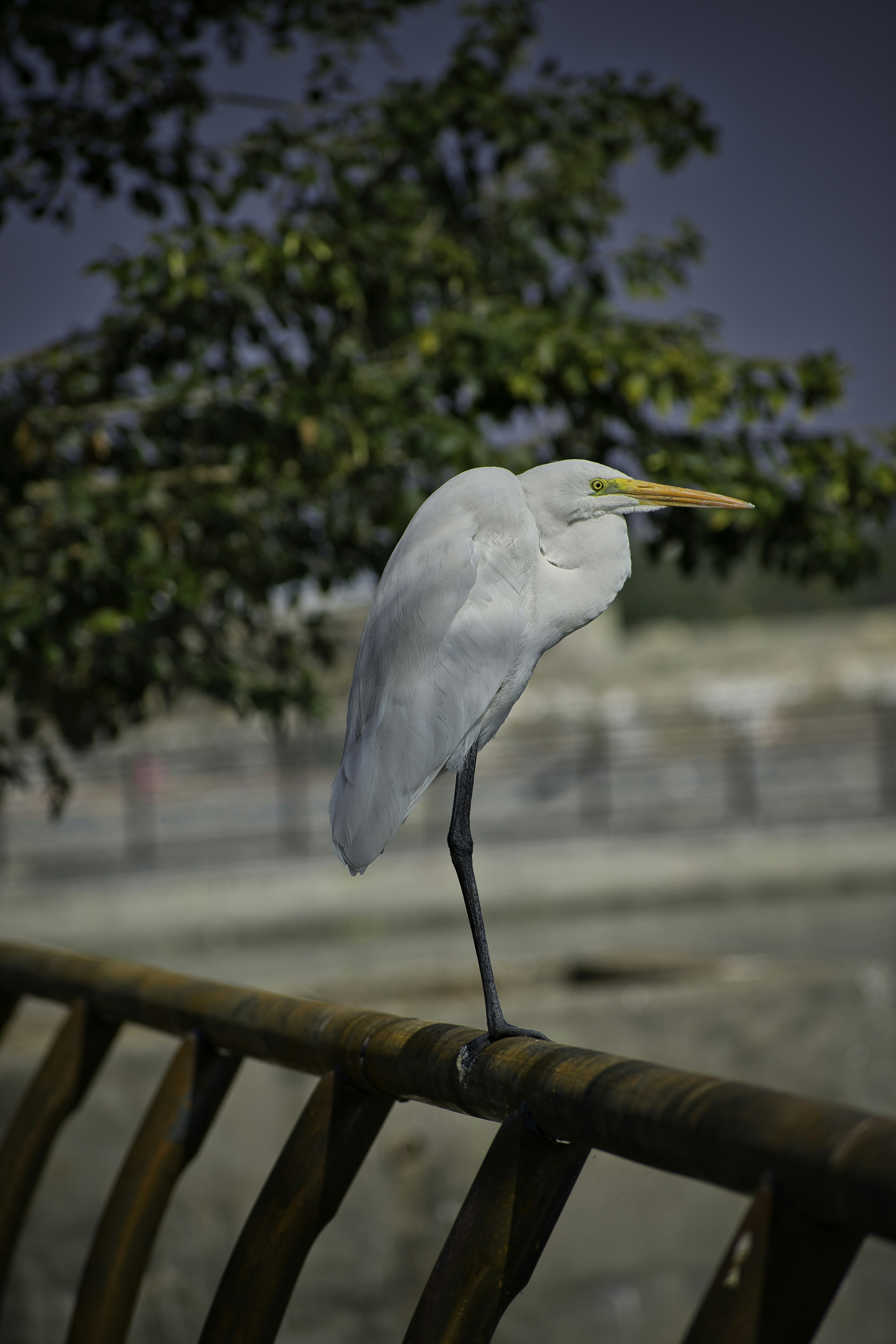 Great egret . | a white bird standing on top of a wooden fence