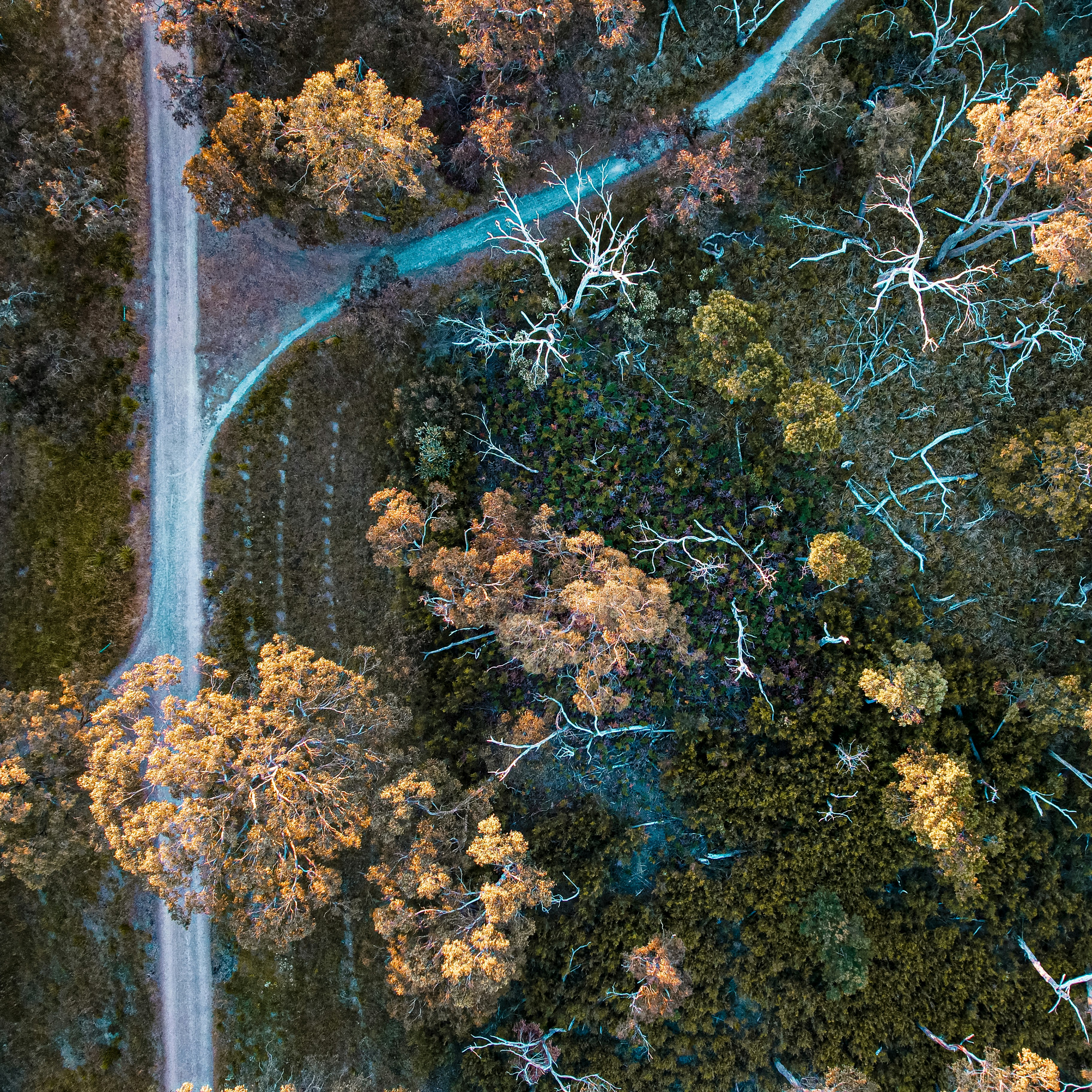 Azure Ribbon Through Autumn Canopy: Aerial Forest Path