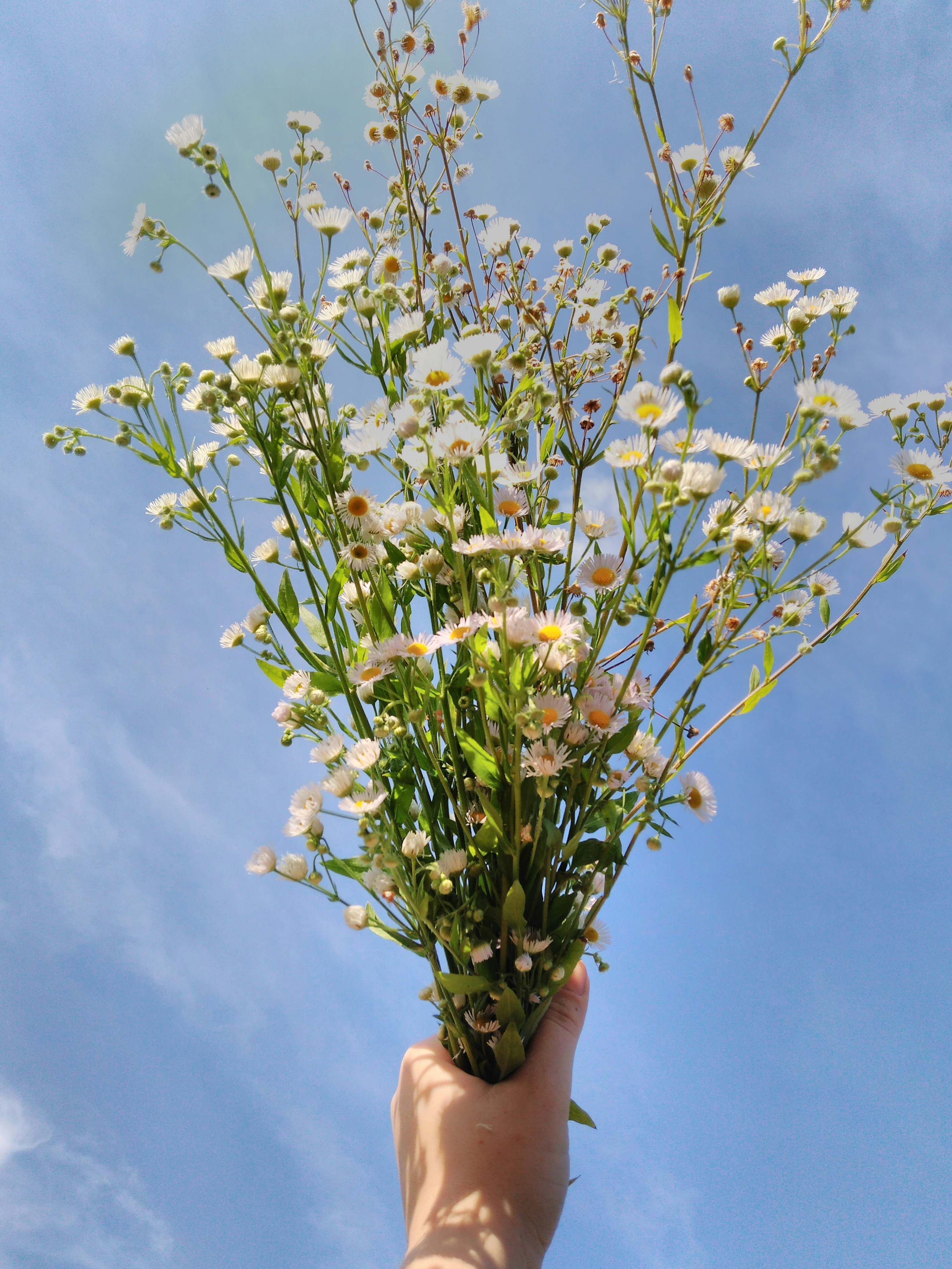 a hand holding a bunch of white flowers