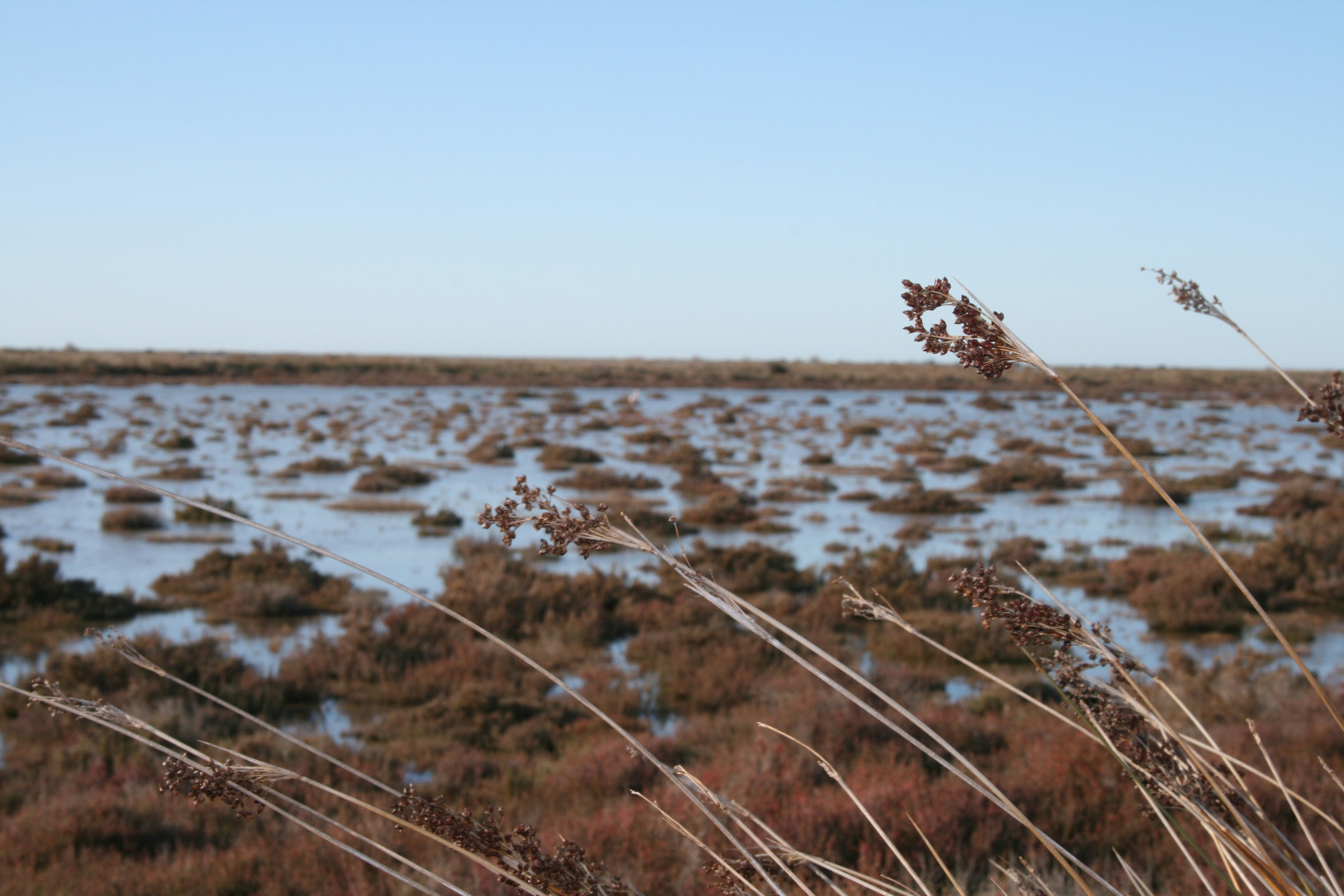 Grass and reeds in the foreground with a marshland extending towards a clear blue sky.
