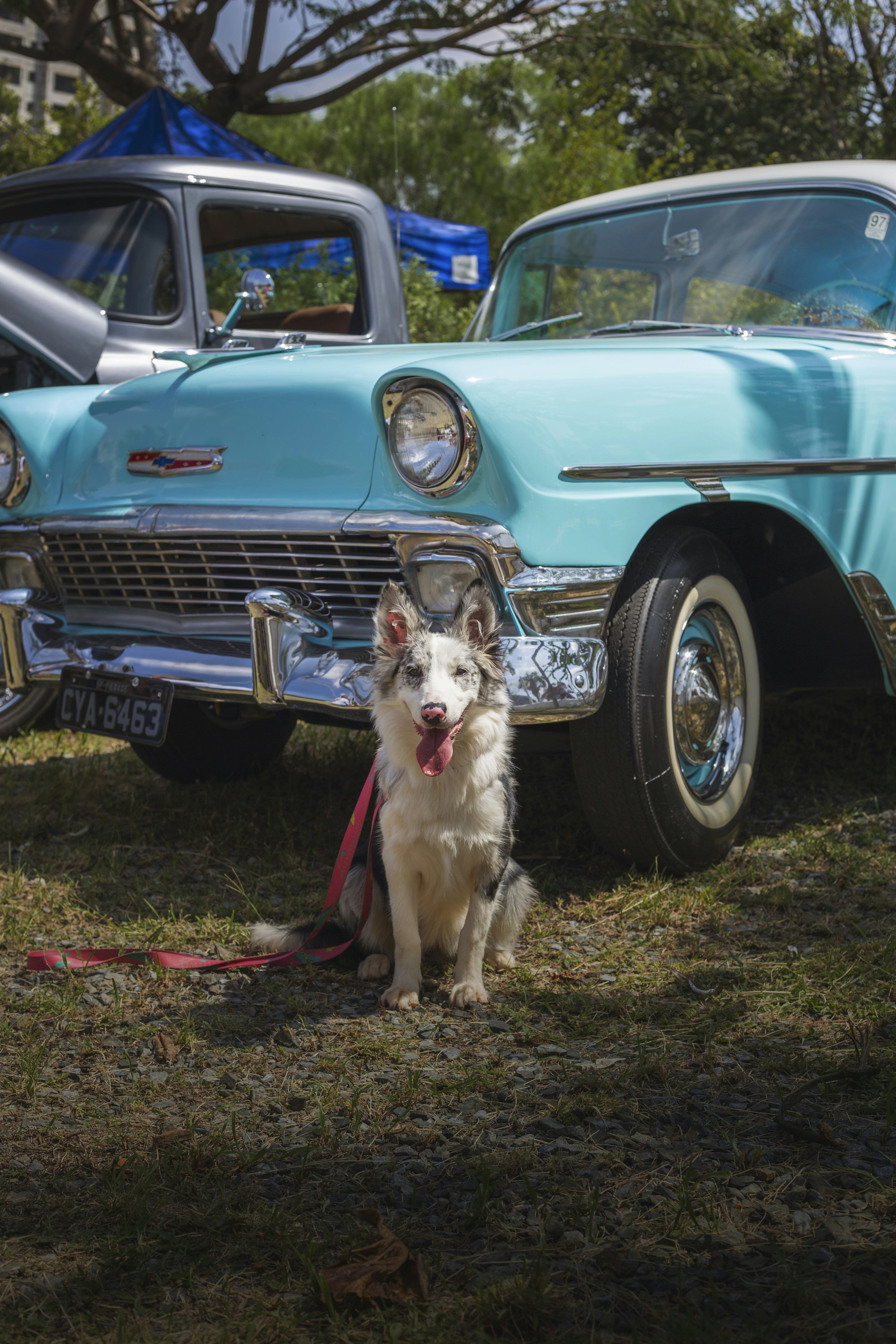 Pastel Cruisers: A Coated Classic Meet the Happy Pup