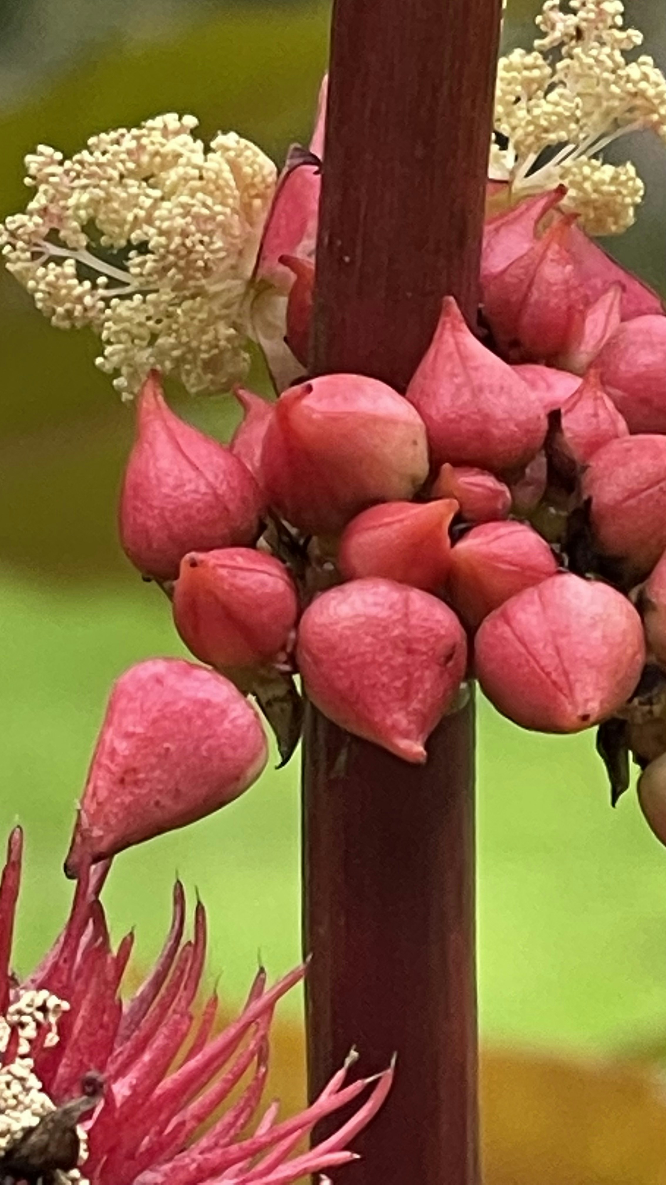 Gros plan d’un bouquet de fleurs sur un arbre photo – Photo Nature ...
