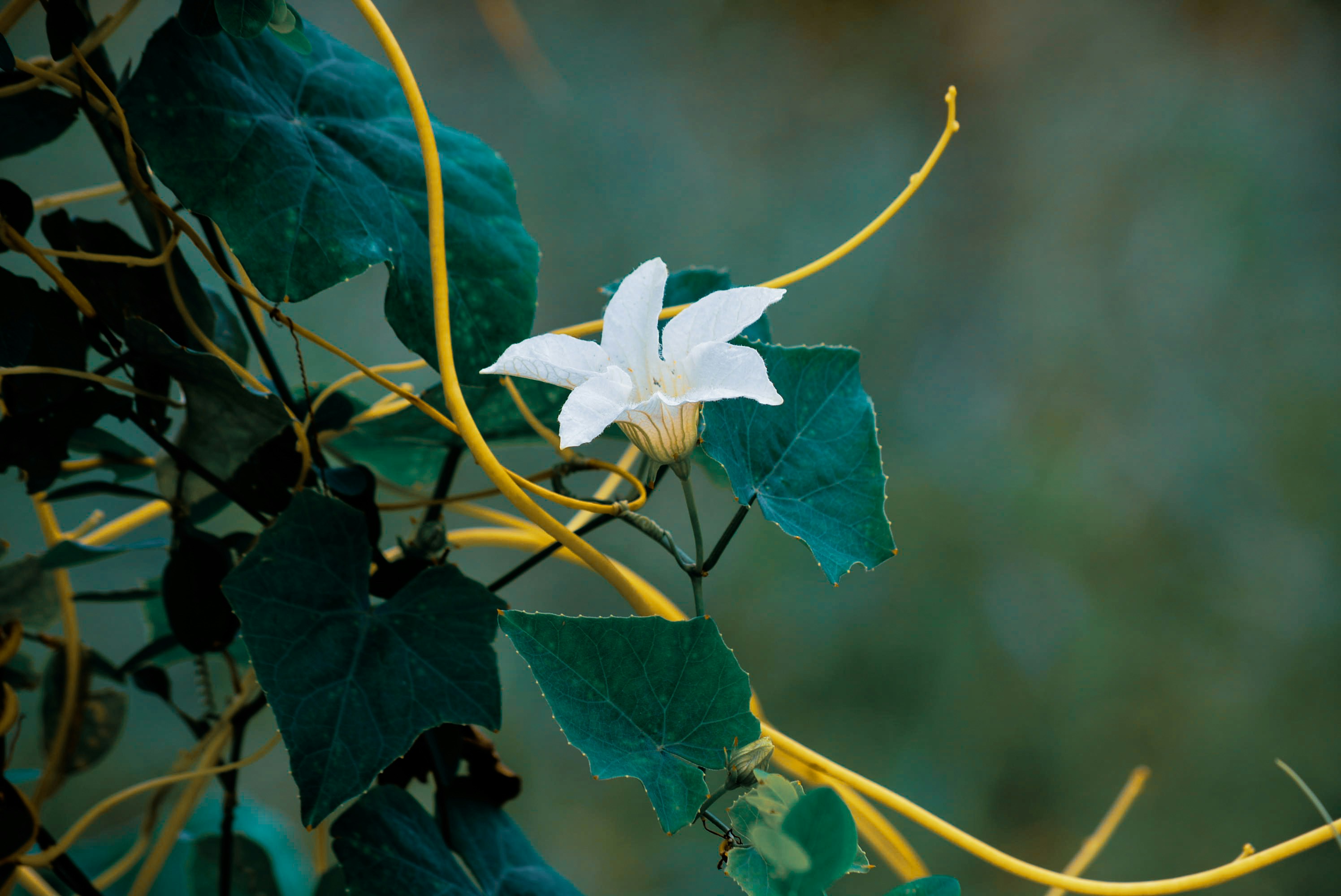 White Blossom Entangled in Golden Tendrils Against a Quiet Green Backdrop