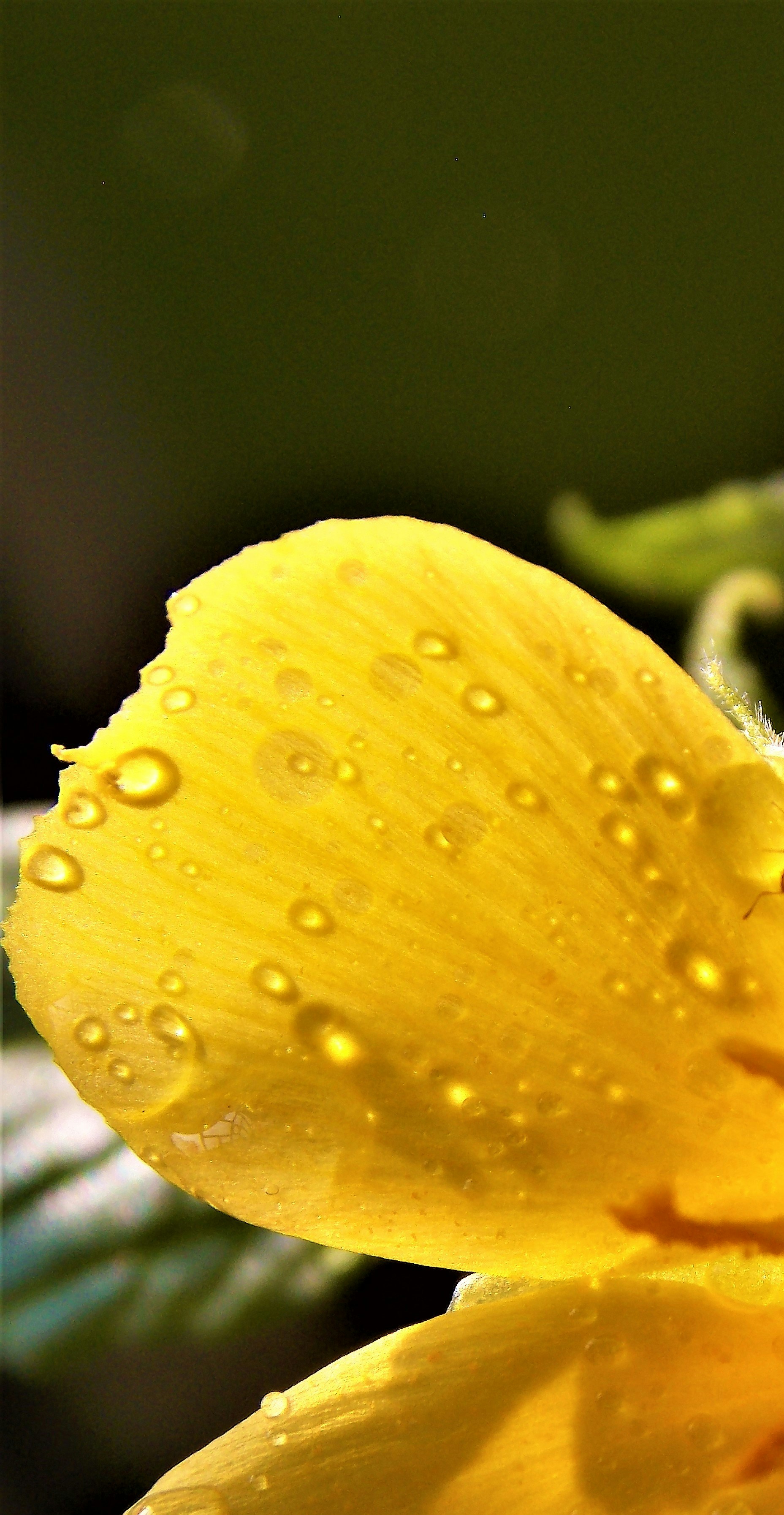Close-up photograph of a yellow flower petal dotted with water droplets against a dark, blurred background.
