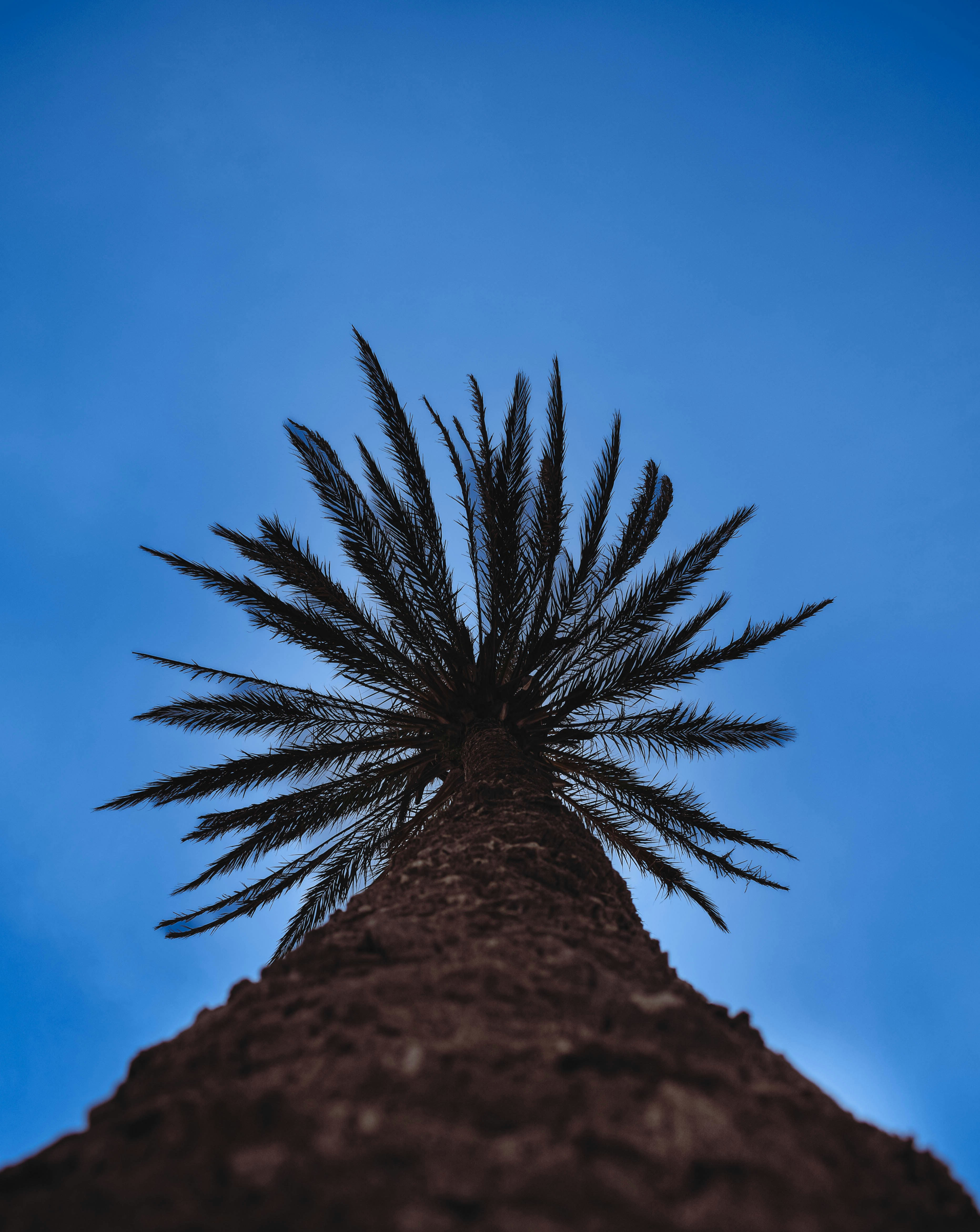 A towering palm tree stretches towards the sky, showcasing its lush fronds against a tranquil blue backdrop.