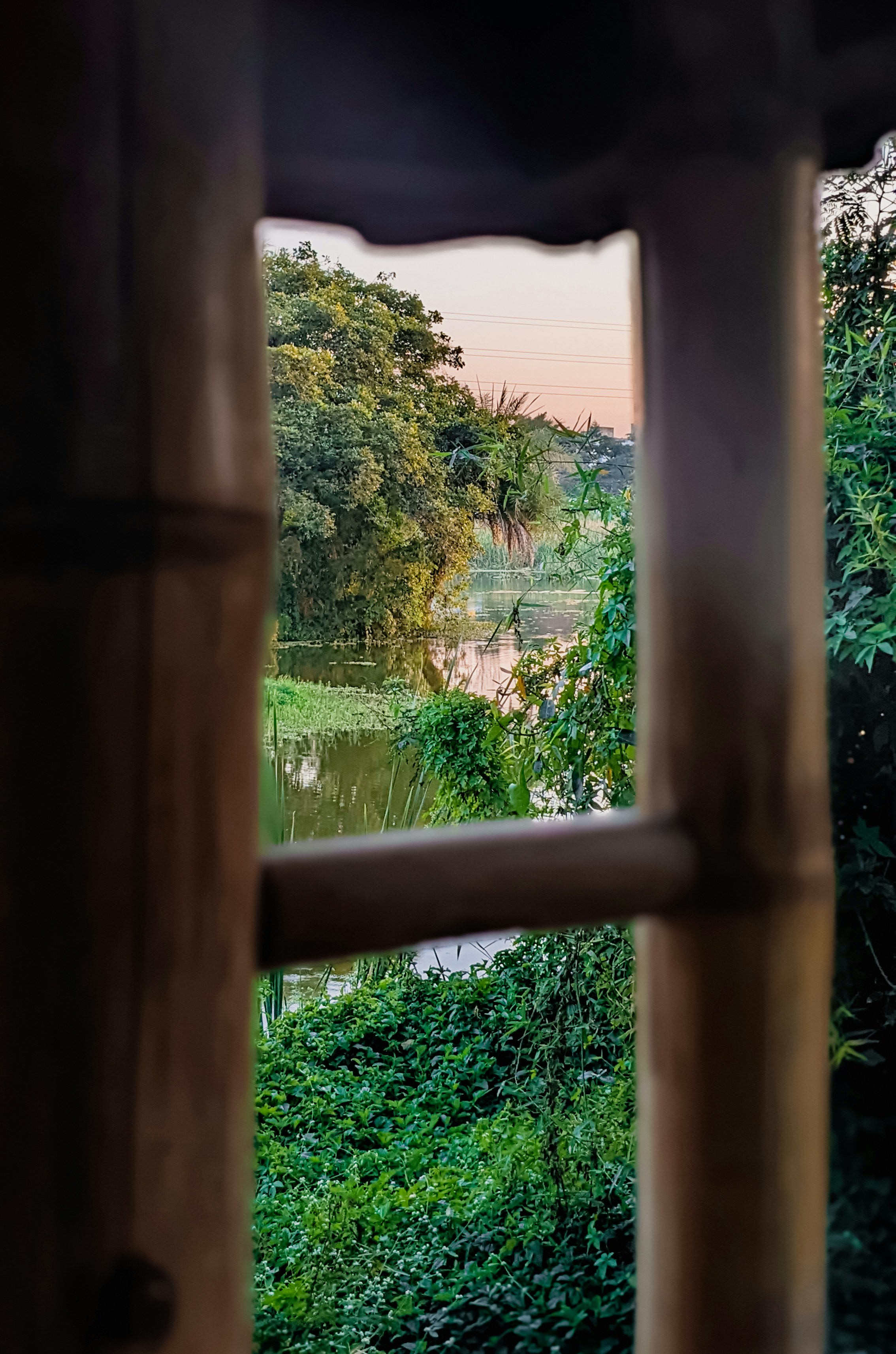 Lush greenery and a tranquil waterway framed by bamboo, capturing the essence of nature's calm at dusk.