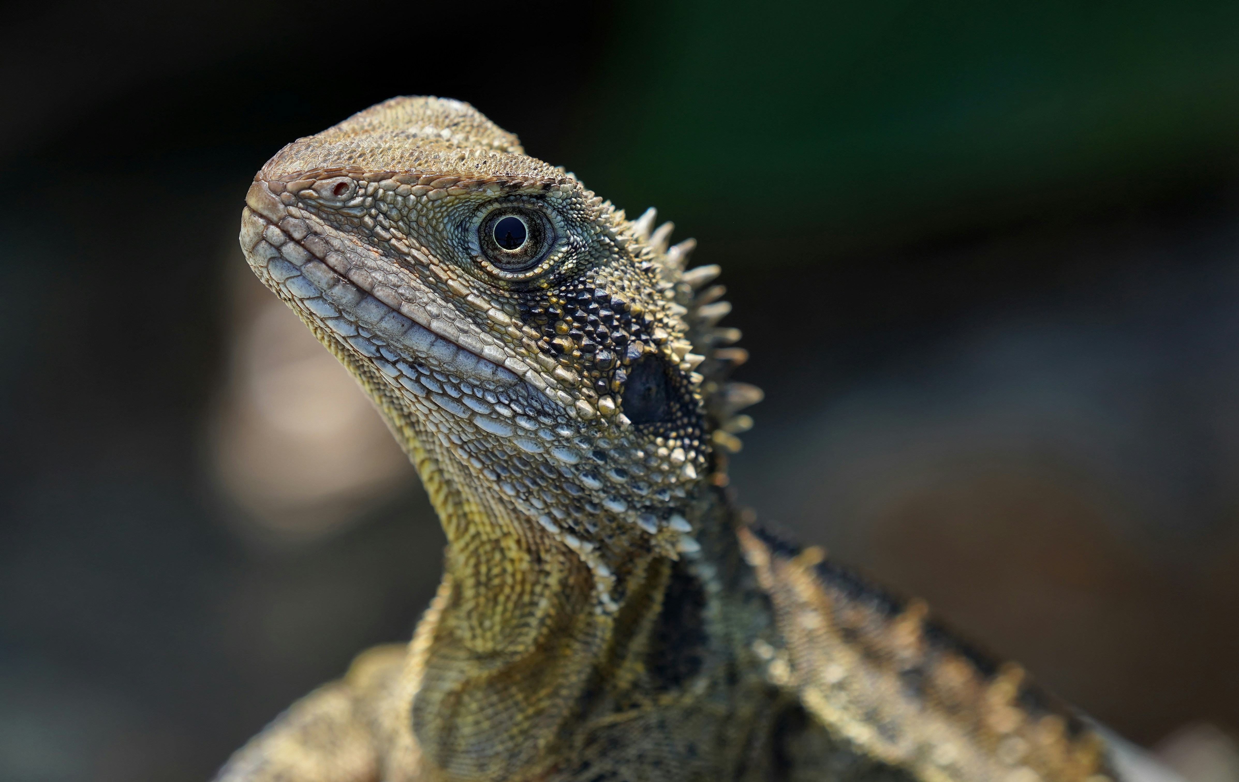 Close-up portrait of a bearded dragon showcasing intricate scales and a focused expression. The background hints at a natural habitat.