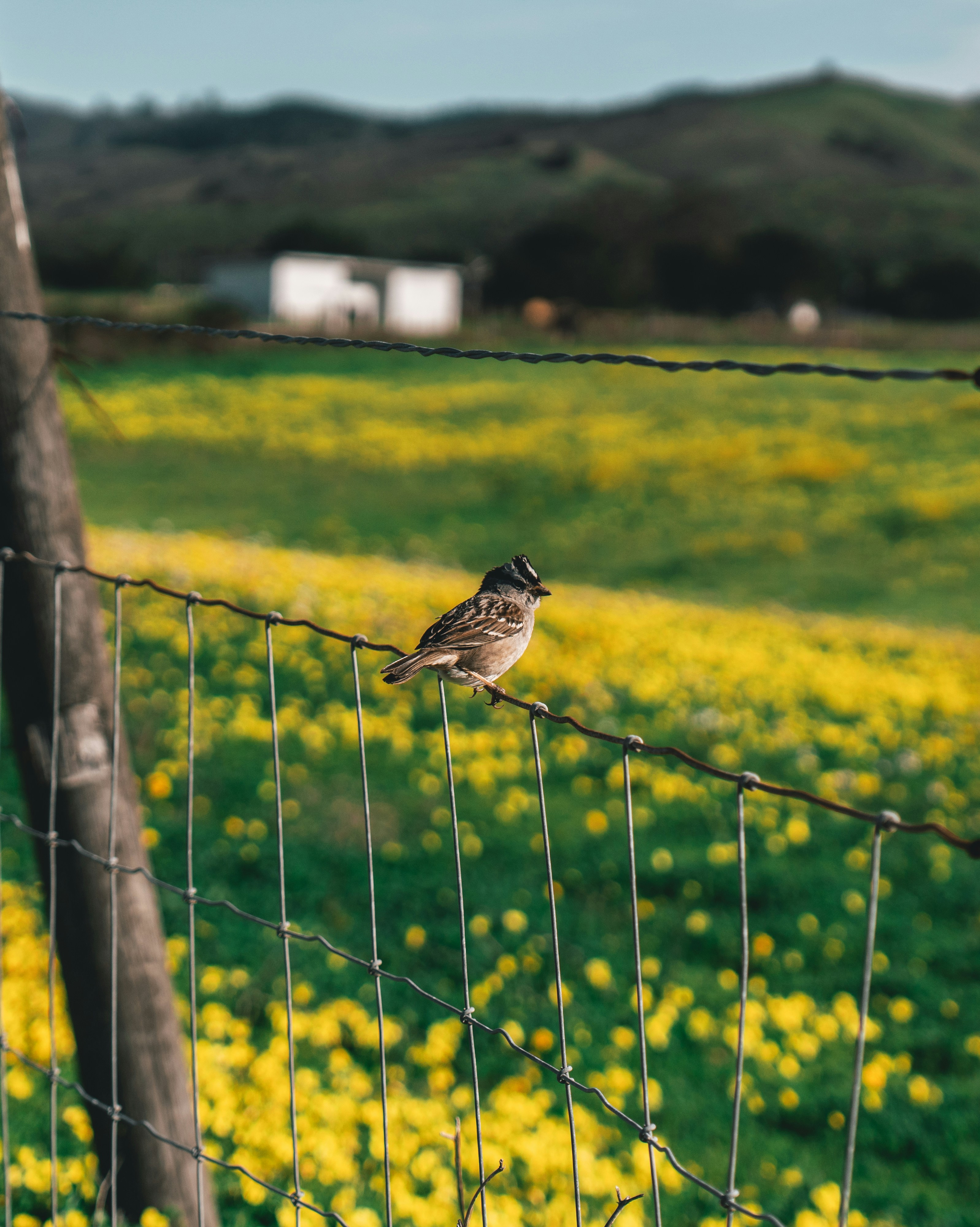 Barbed Wire Spotlight: A Small Bird Amid a Field of Gold
