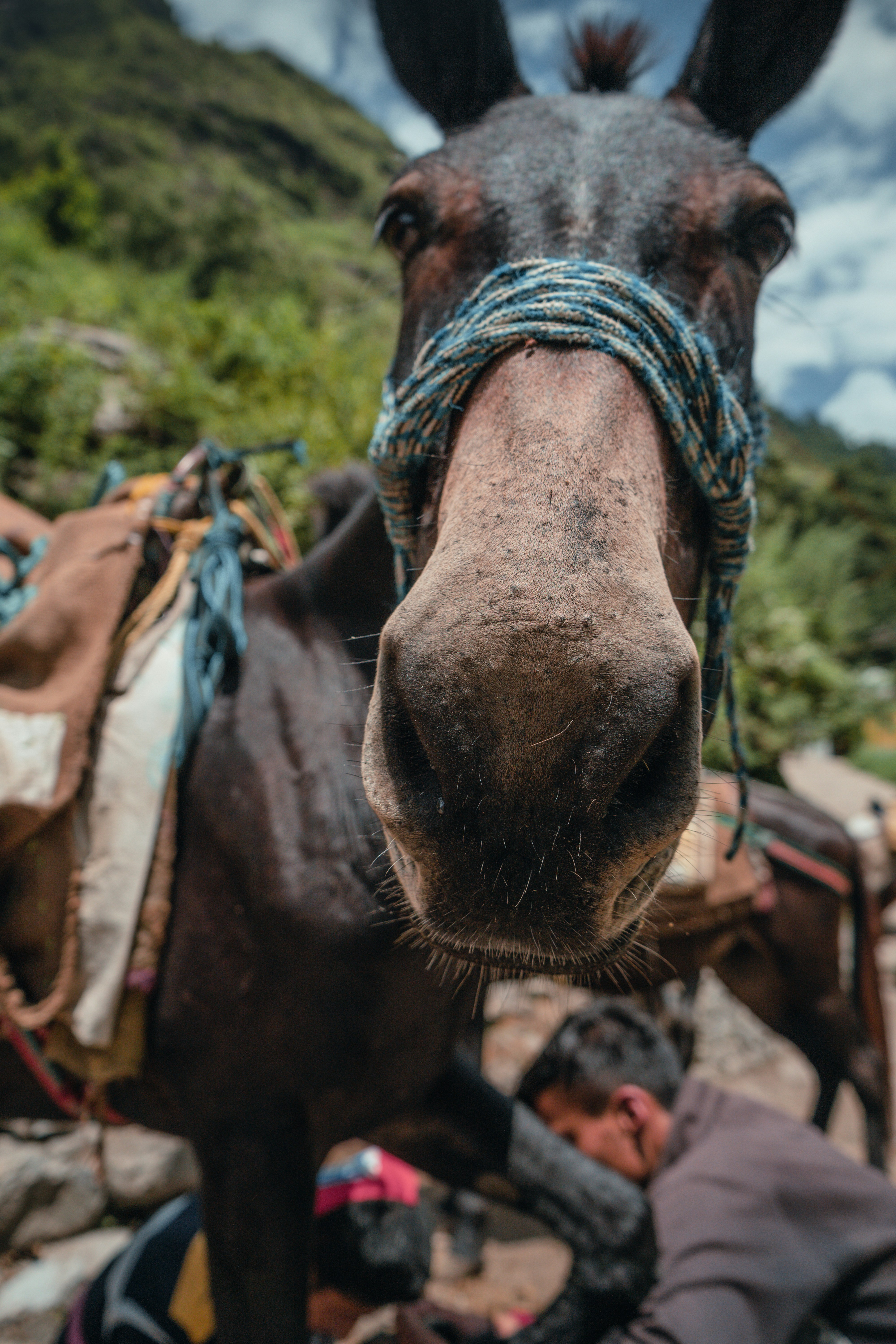 A donkey with a rope tied around its nose photo – Free Uttarakhand ...