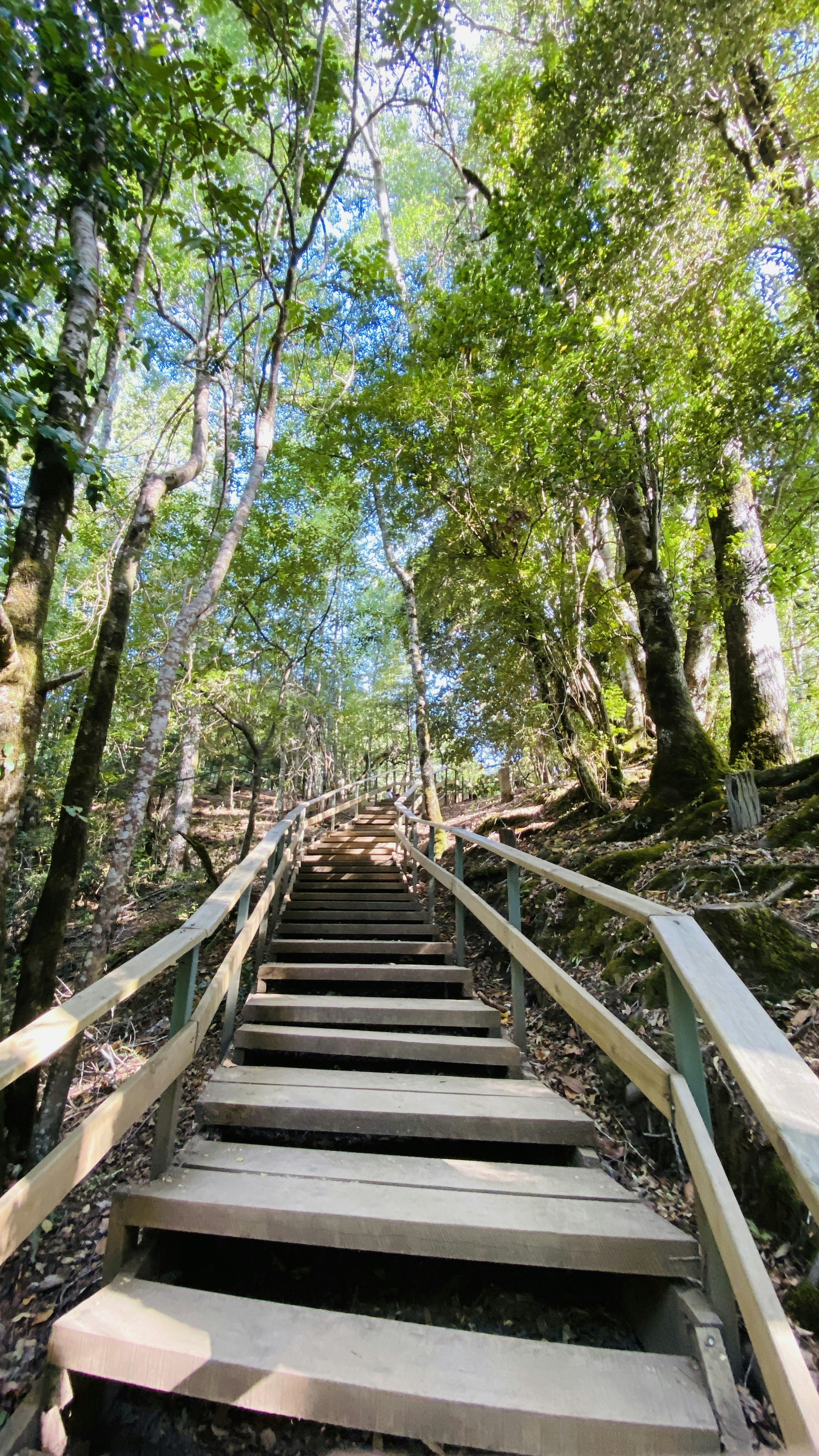 Ascending Through the Green Corridor