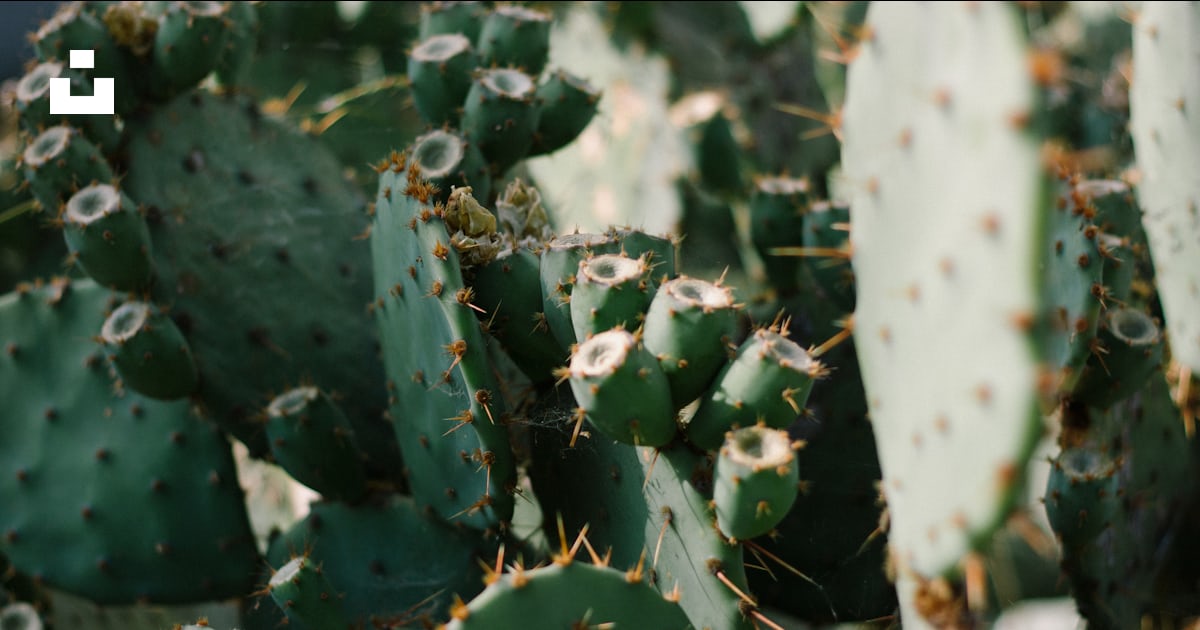 たくさんの葉を持つサボテン植物のクローズアップの写真 Unsplashのソチの無料画像