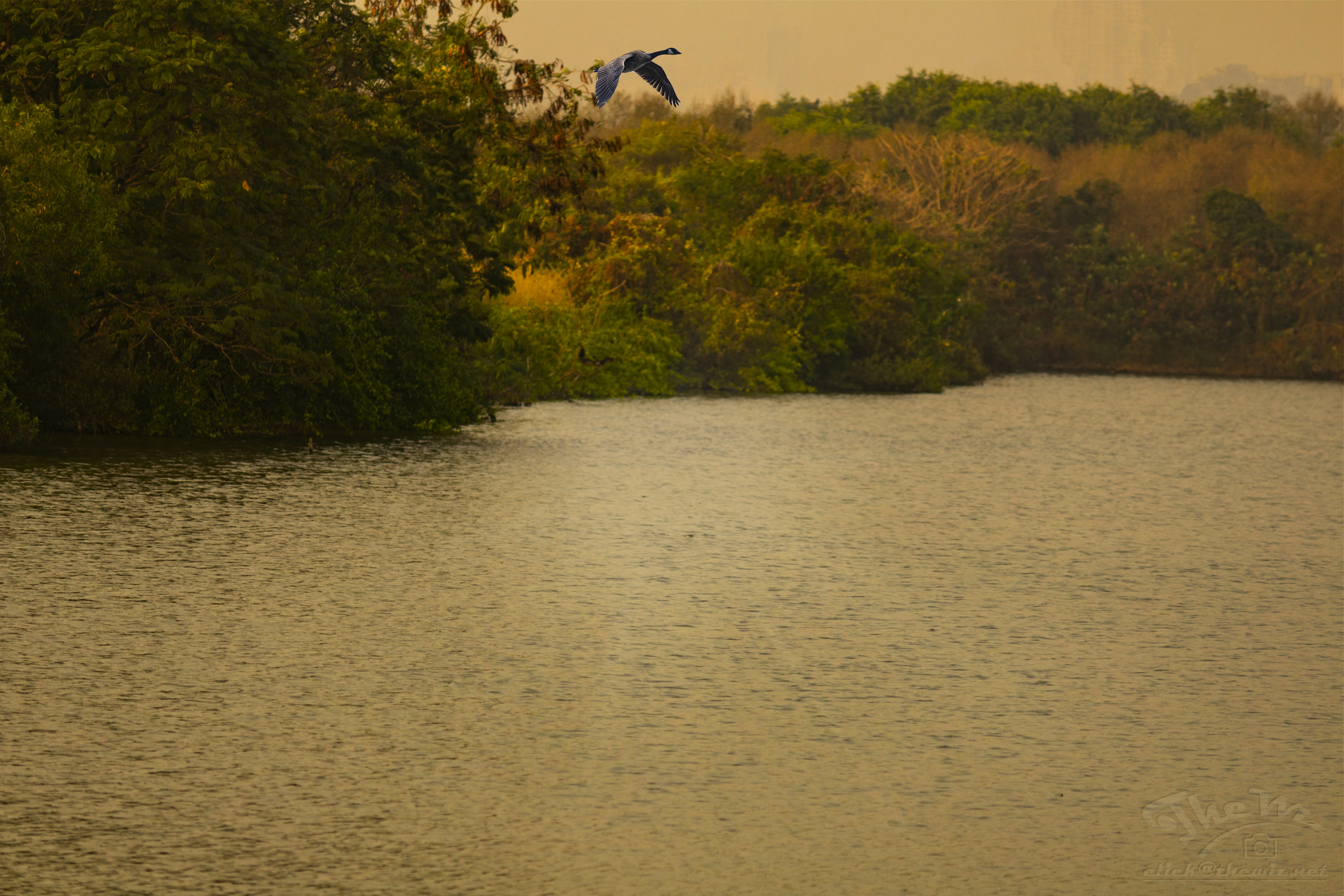 Wings Over the Golden River: A Quiet Autumn Flight