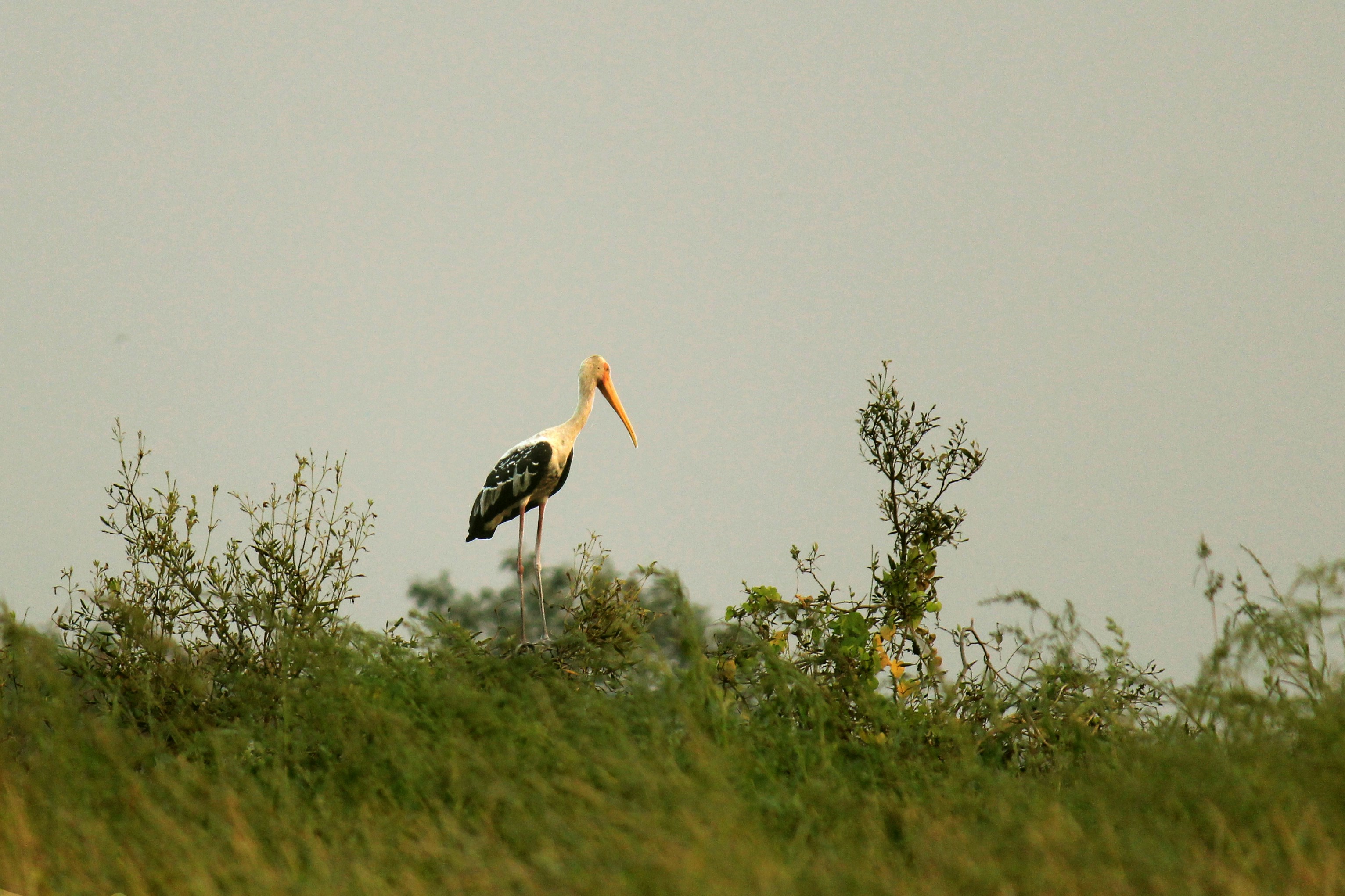 a large bird with a long beak standing on top of a hill