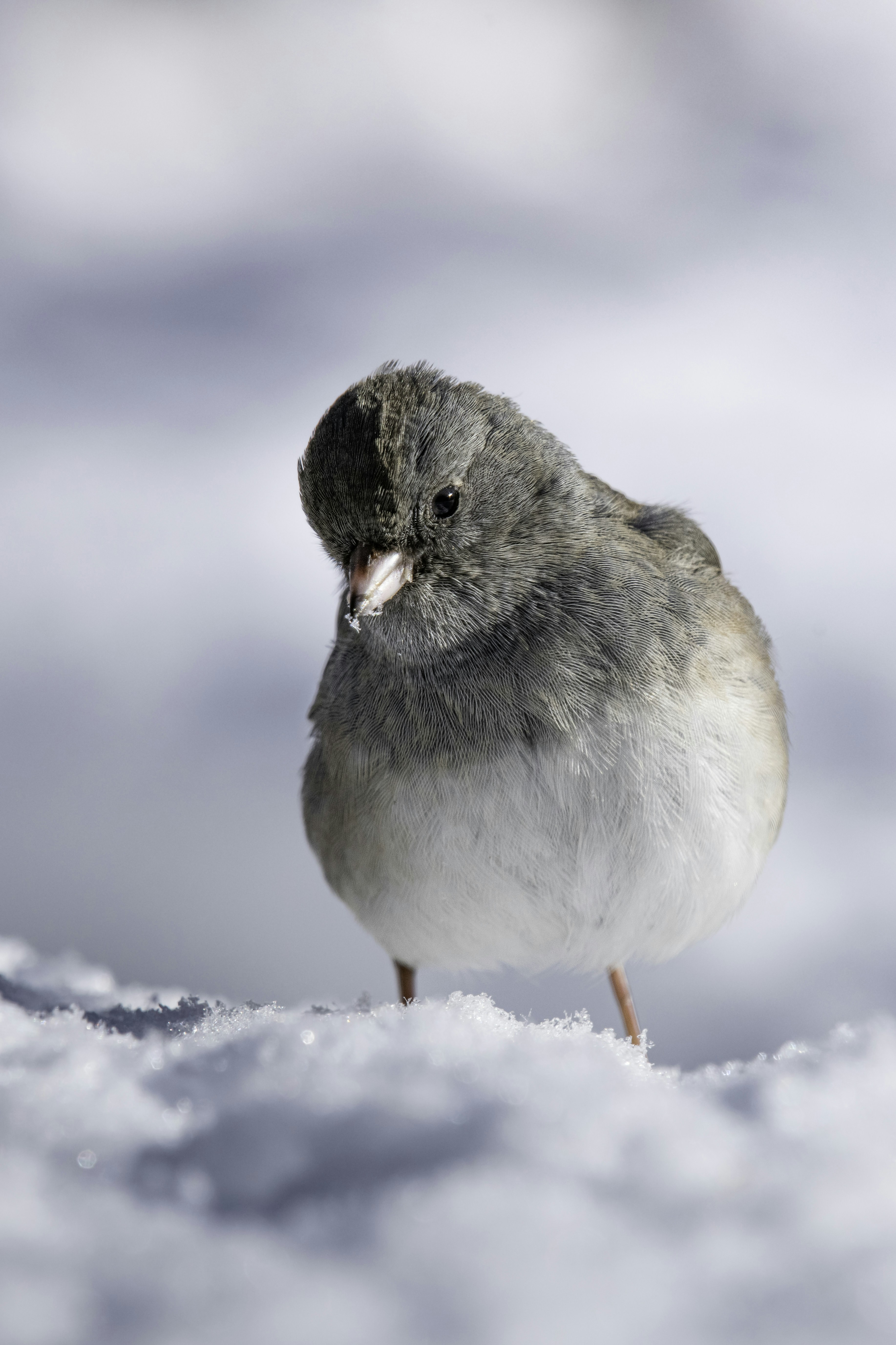 A dark-eyed junco foraging in fresh snow, showcasing its delicate features against a soft, blurred background.
