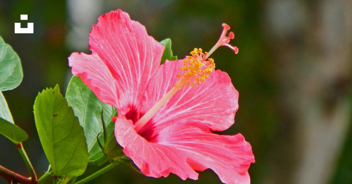 Foto Una Flor Rosada Con Hojas Verdes En Una Rama Imagen Planta