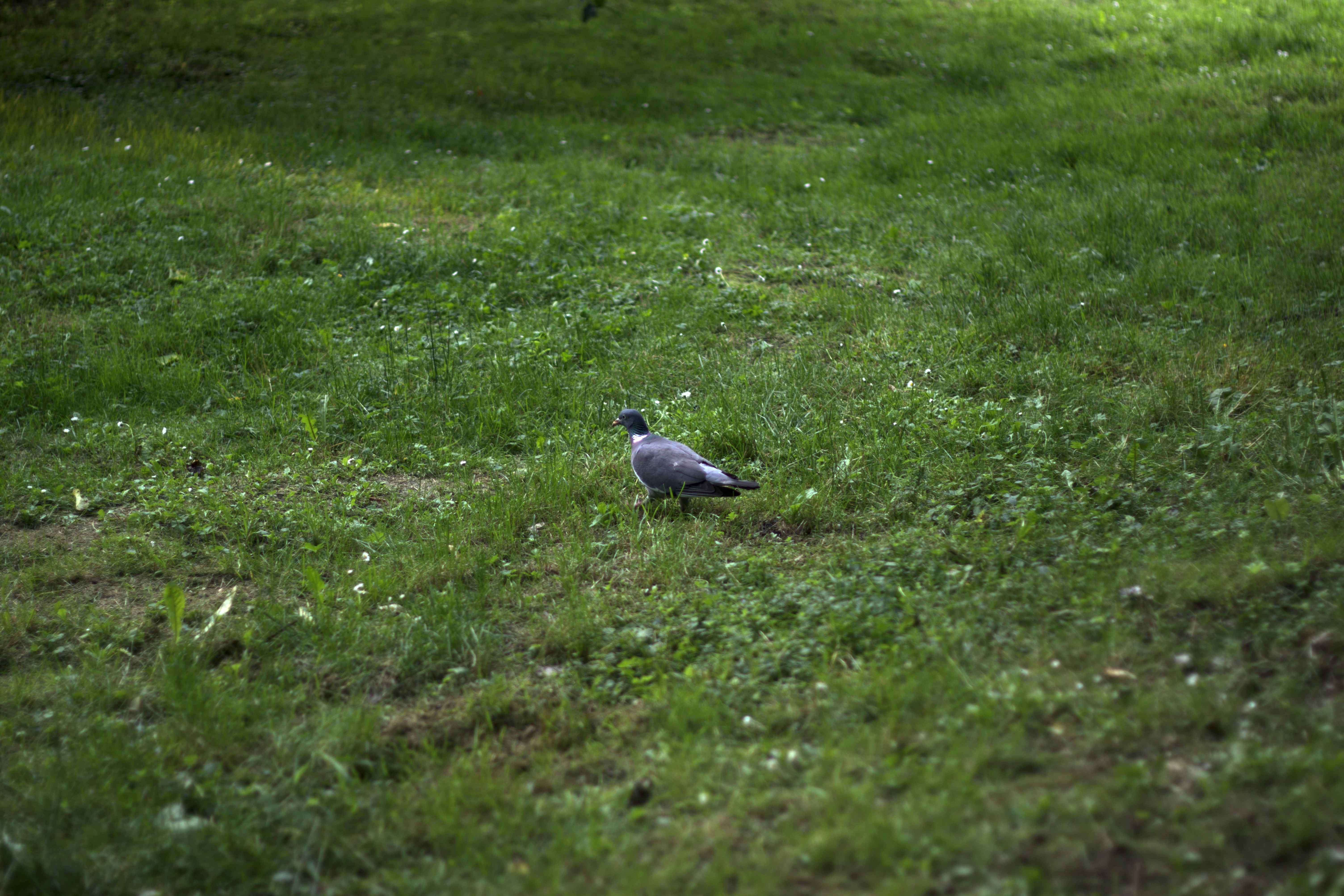 A pigeon forages on a lush green lawn, surrounded by soft grass and gentle sunlight.
