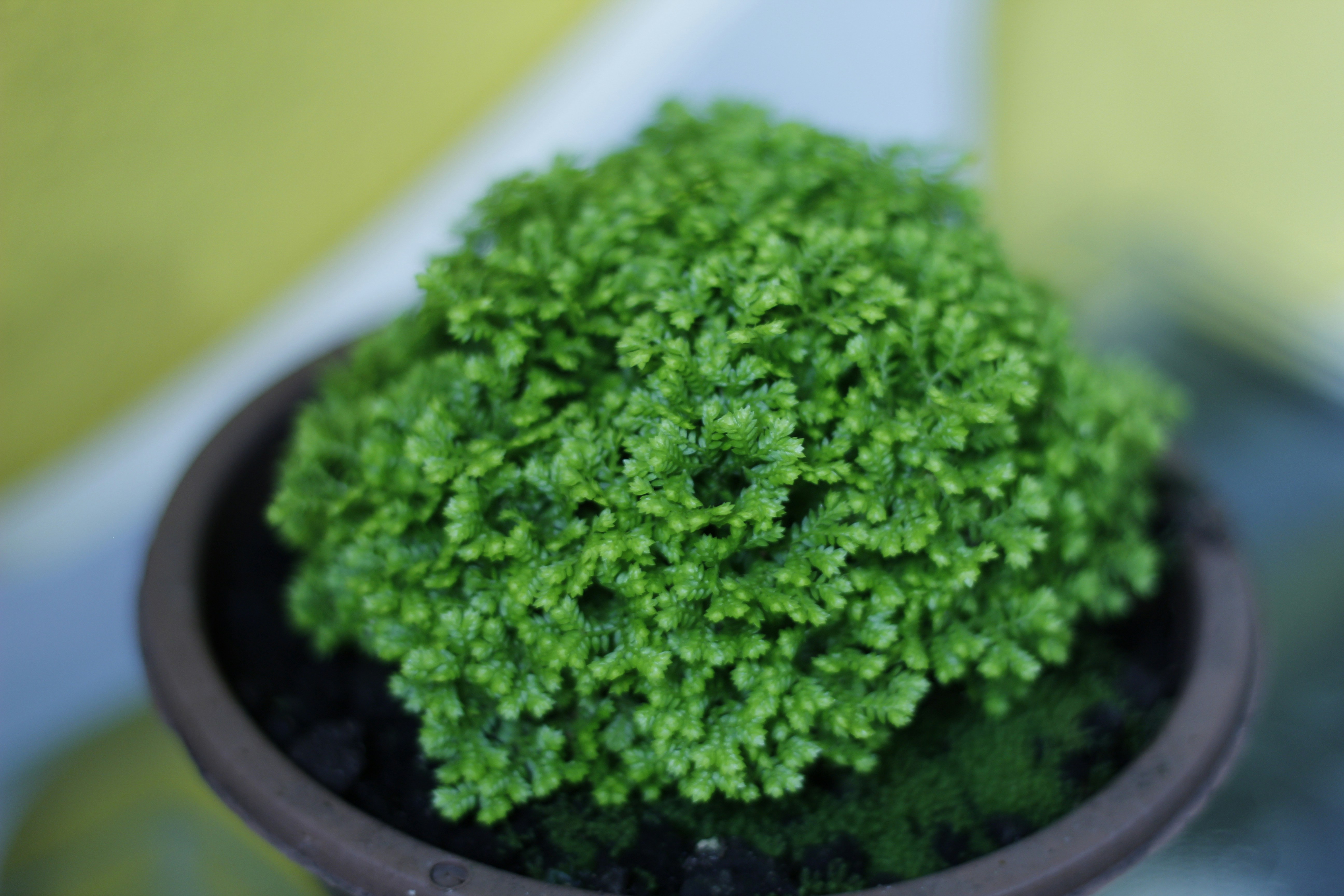 A vibrant green plant in a brown pot, showcasing intricate foliage against a softly blurred background.